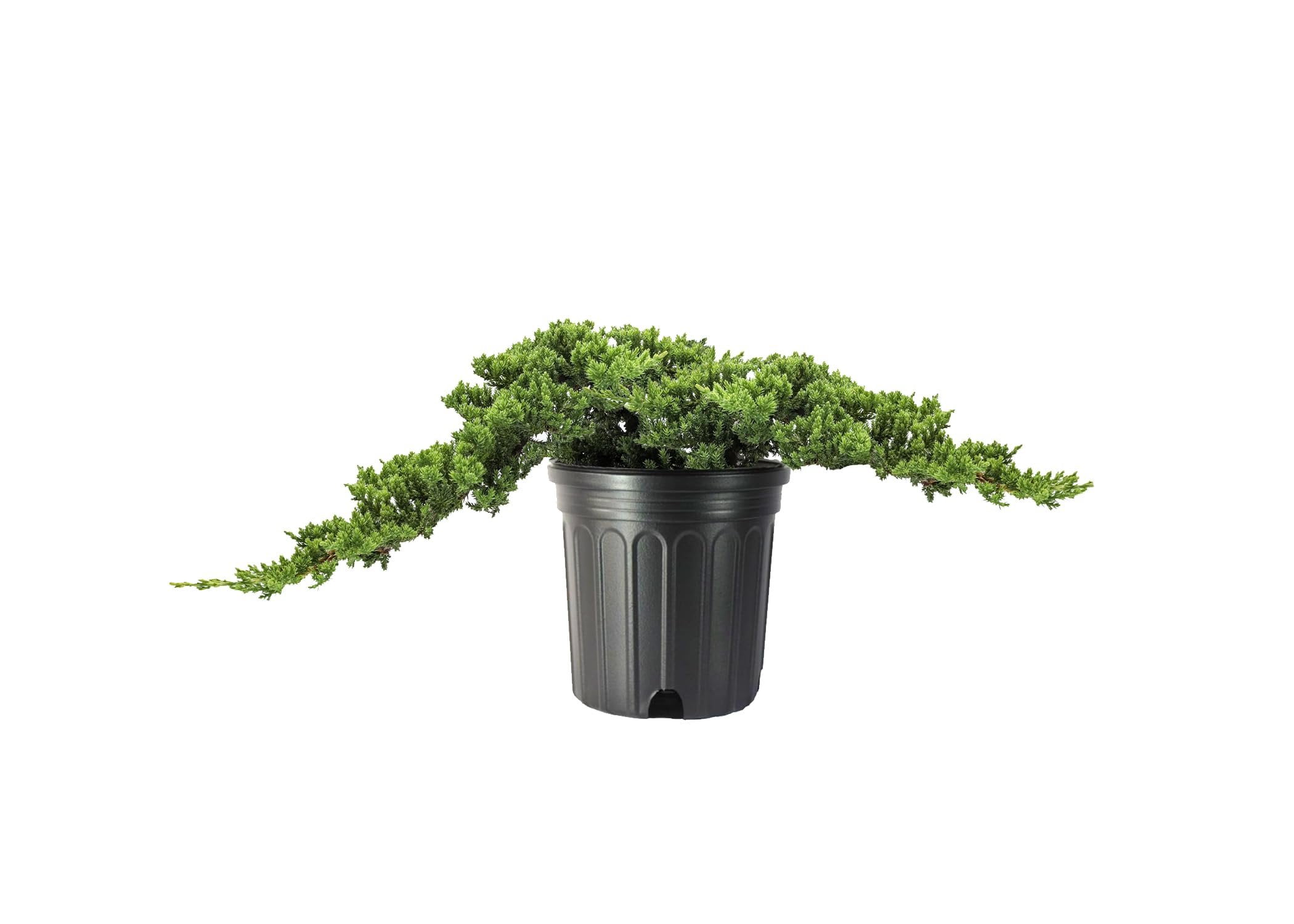 Procumbens Nana Juniper 1 Extra Large 3 Gallon Plant Lush, Low-Growing ...