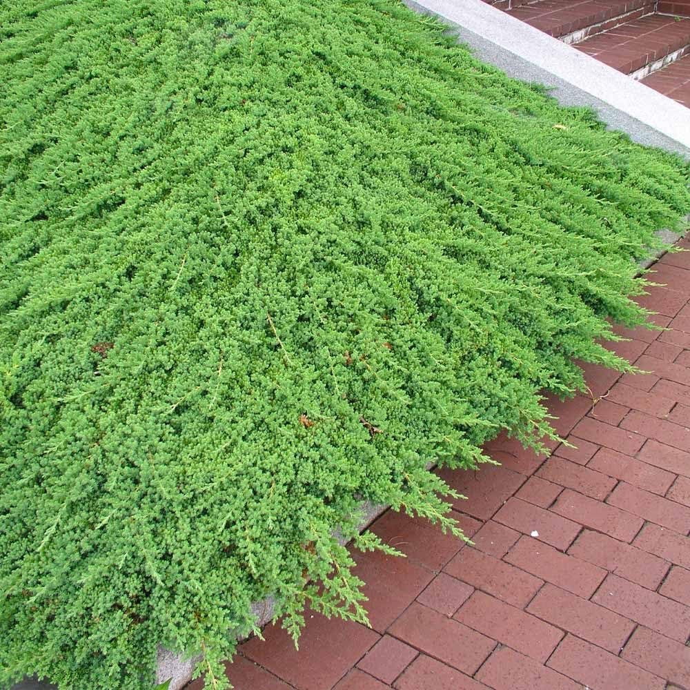 Procumbens Nana Juniper 1 Extra Large 3 Gallon Plant Lush, Low-Growing ...
