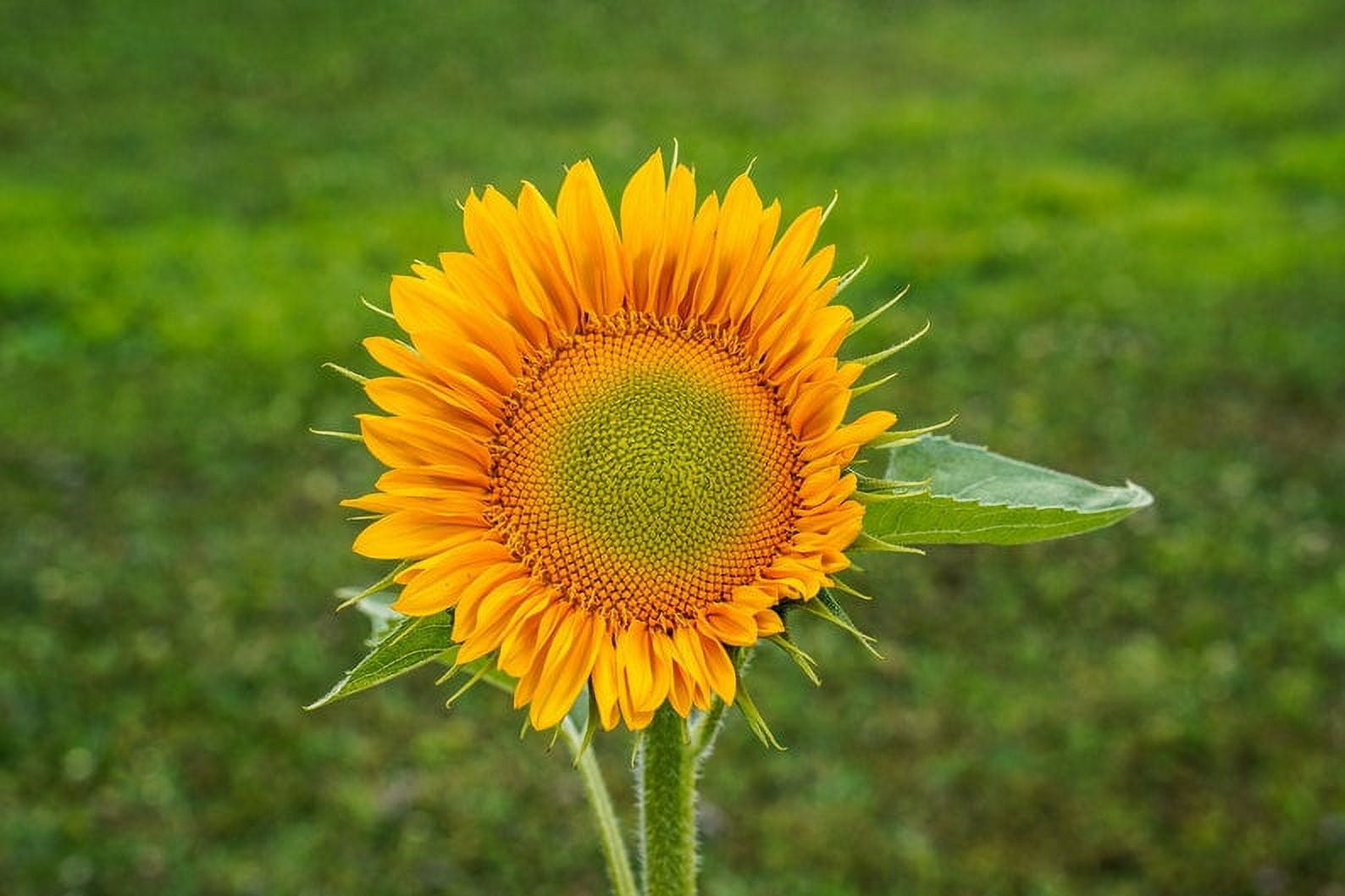 Procut Gold Lite Sunflower Autumn Cut Flowers Premium Seed Packet ...