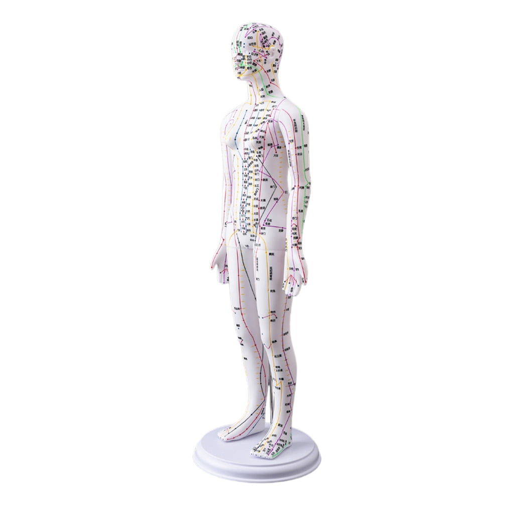 Professional Acupoint Model 20.47In Human Acupoint Model with Chinese ...