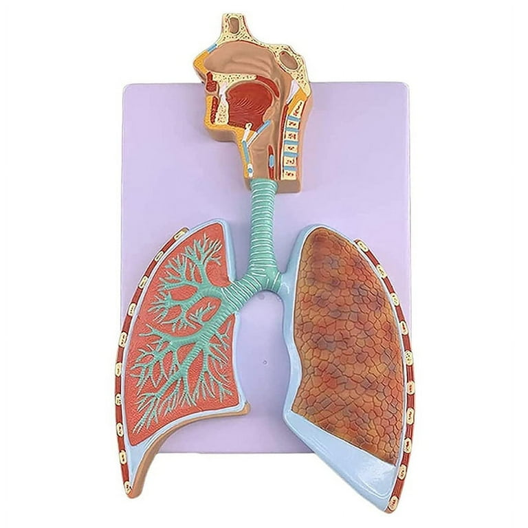 Bronchial Tree Anatomy Diagram