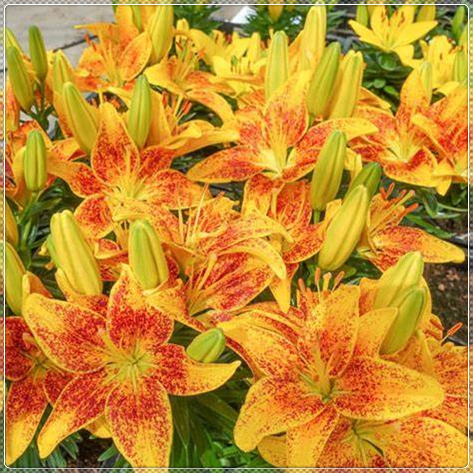 Professional Indoor or Outdoor Simple to Grow Fall or Spring Surprise ...