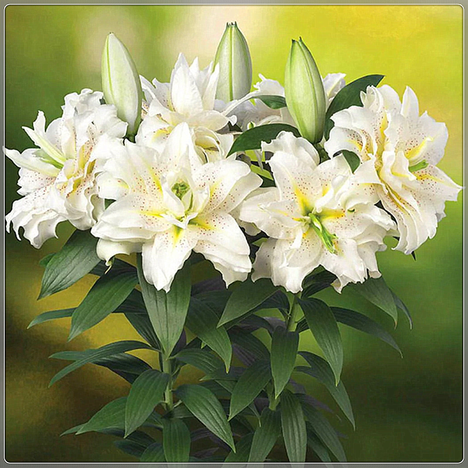 Professional Indoor or Outdoor Simple to Grow Fall or Spring Surprise ...