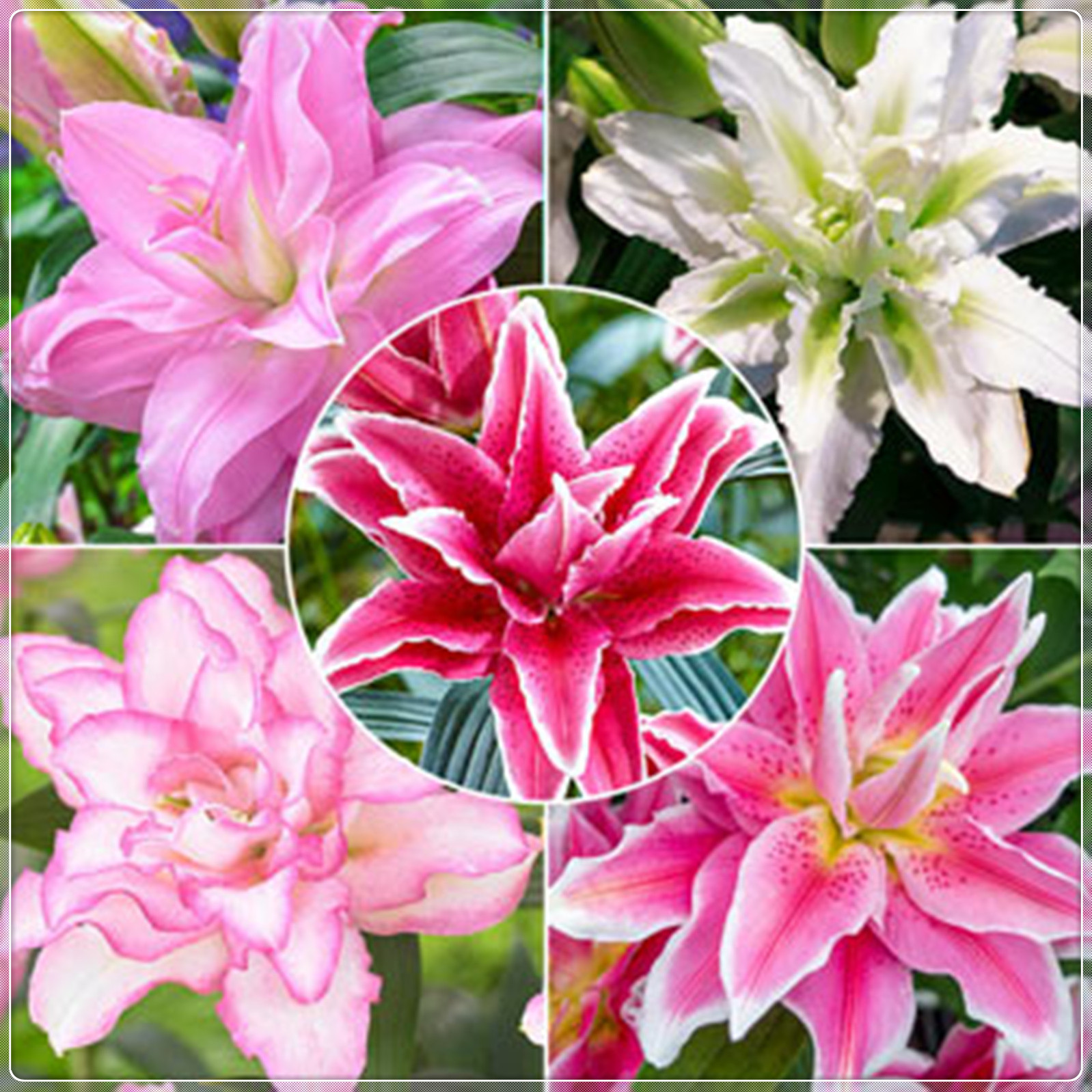 Professional Indoor or Outdoor Simple to Grow Fall or Spring Surprise ...