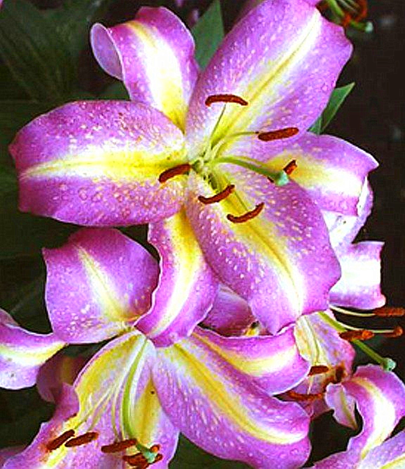 Professional Indoor or Outdoor Simple to Grow Fall or Spring Surprise ...