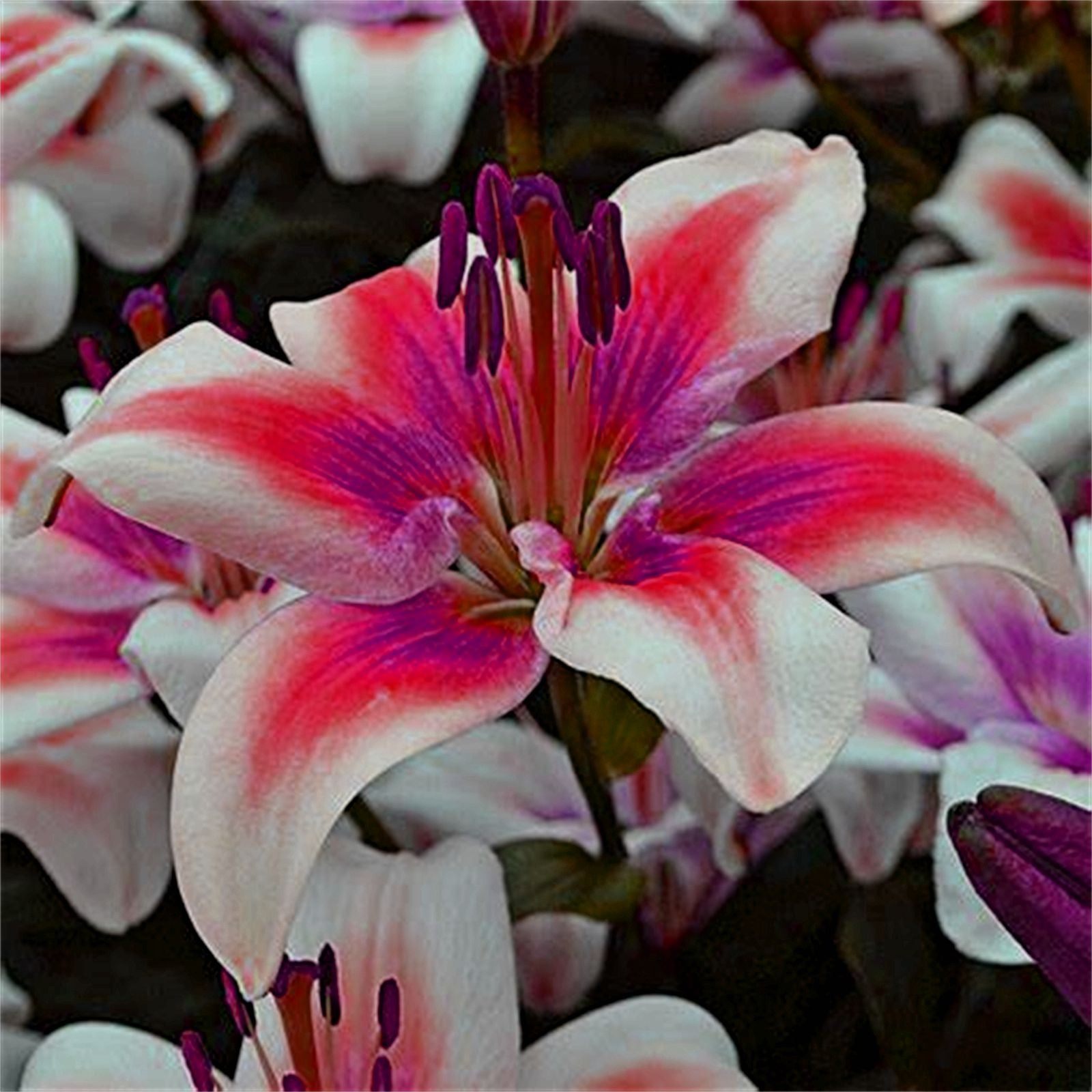 Professional Indoor or Outdoor Simple to Grow Fall or Spring Surprise ...