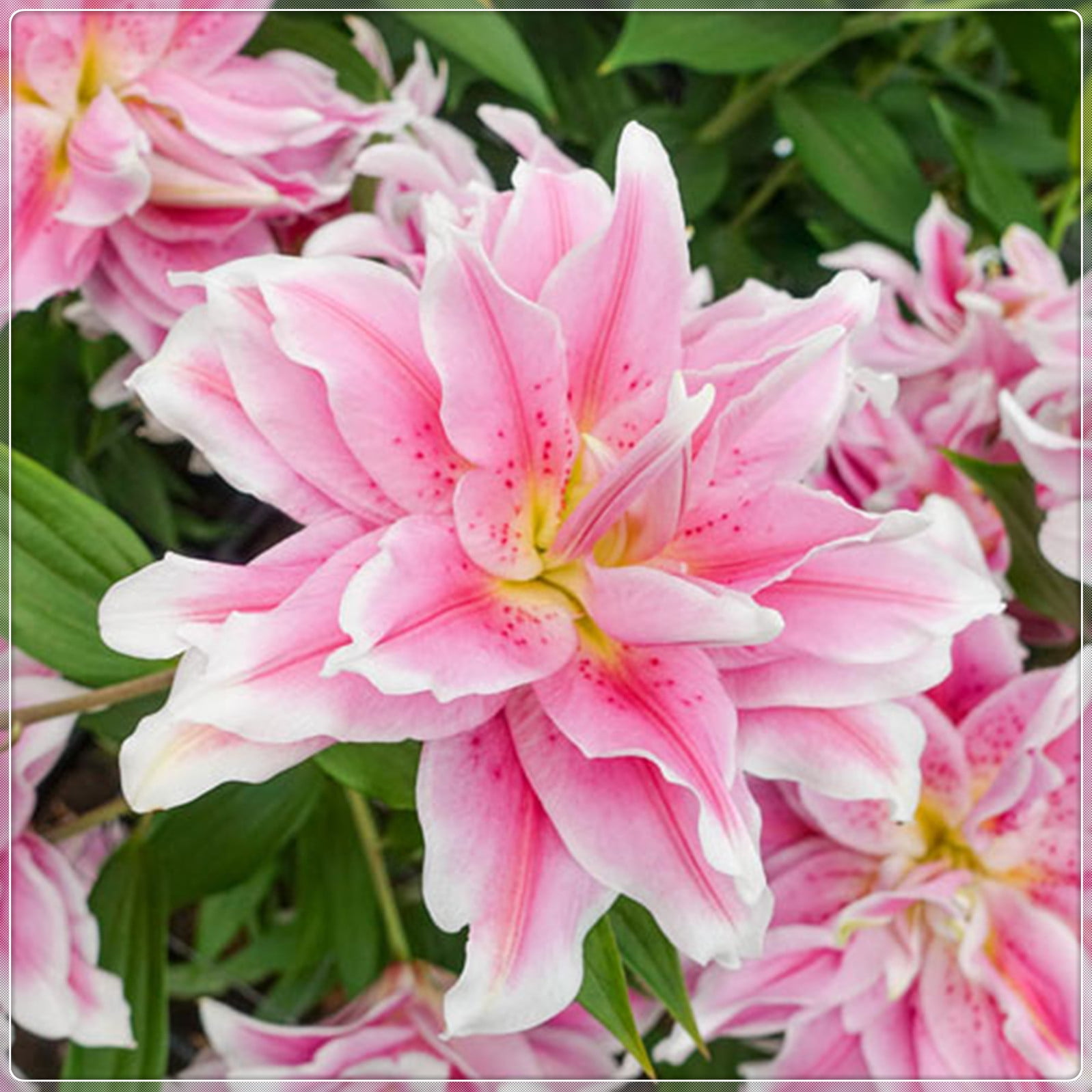 Professional Indoor or Outdoor Simple to Grow Fall or Spring Surprise ...