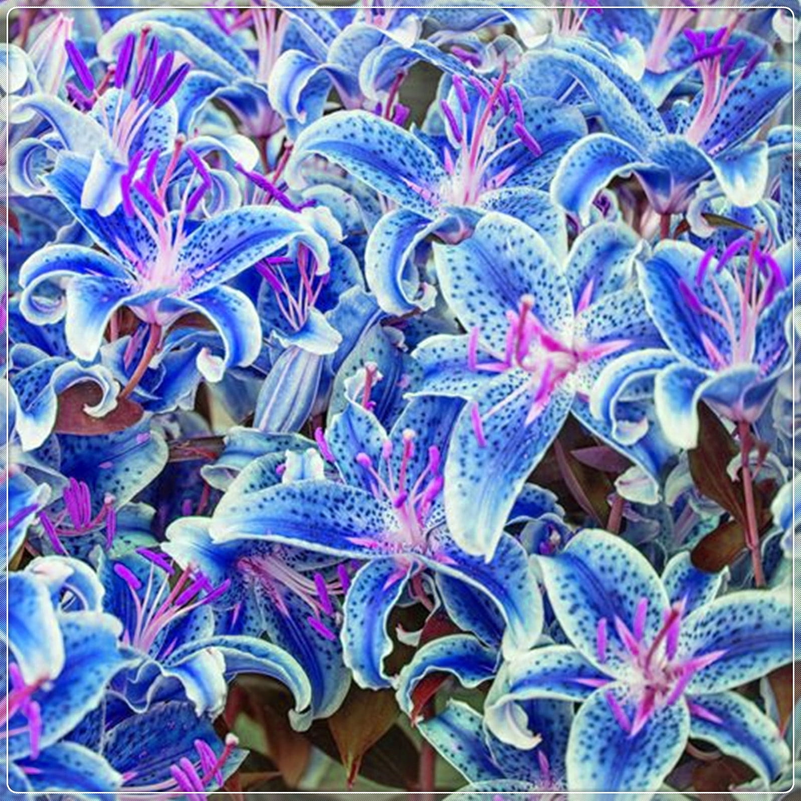 Professional Indoor or Outdoor Simple to Grow Fall or Spring Surprise ...