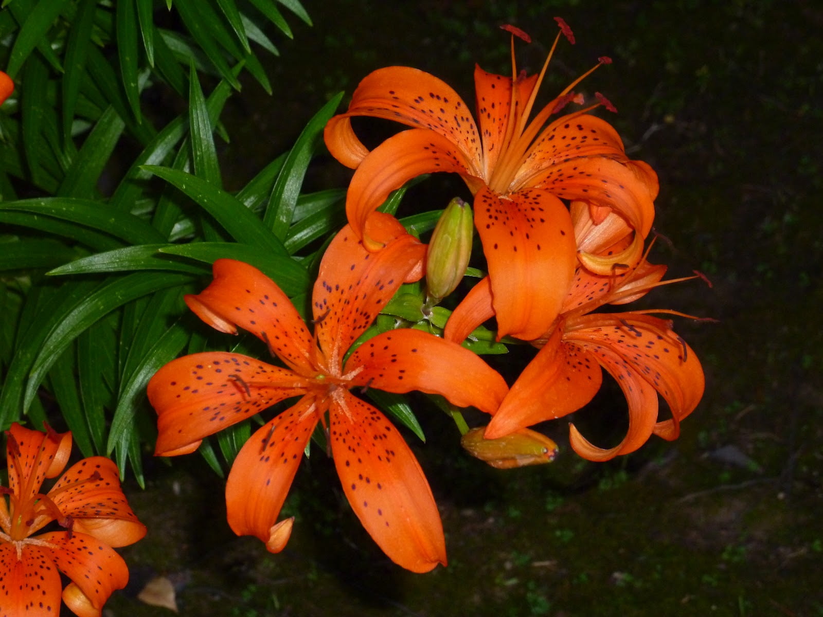 Professional Indoor or Outdoor Simple to Grow Fall or Spring Surprise ...