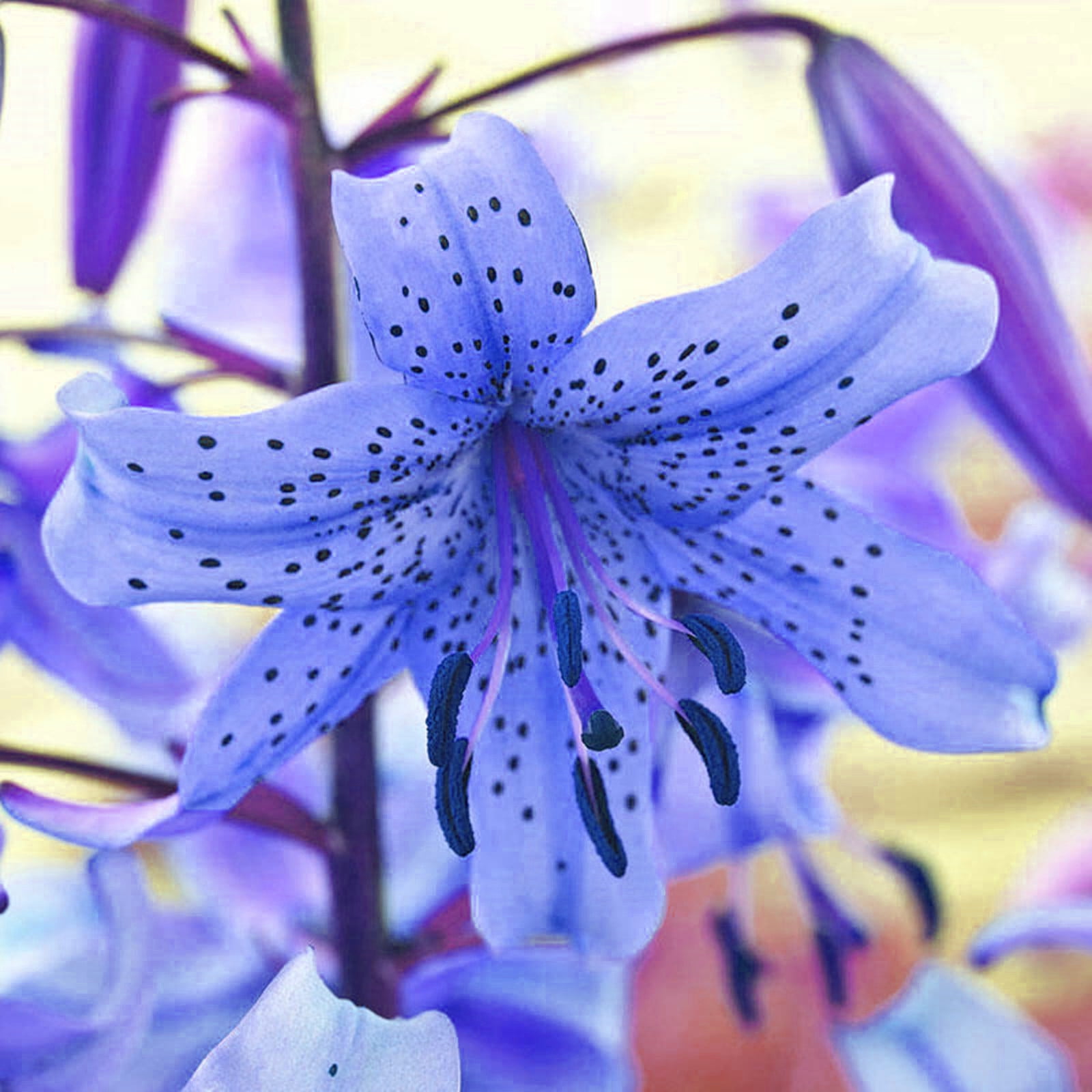 Professional Indoor or Outdoor Simple to Grow Fall or Spring Surprise ...