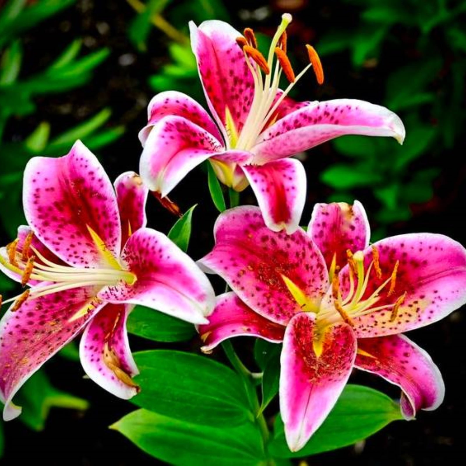 Professional Lily In Spring And Autumn - Beautiful Lily -Easy To Grow ...
