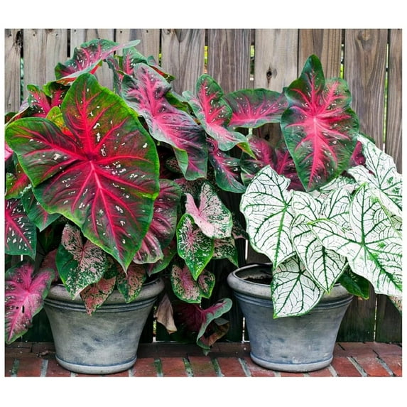 Professional Nursery Grade Caladium Fertilizer 4 LB Six Month Slow ...