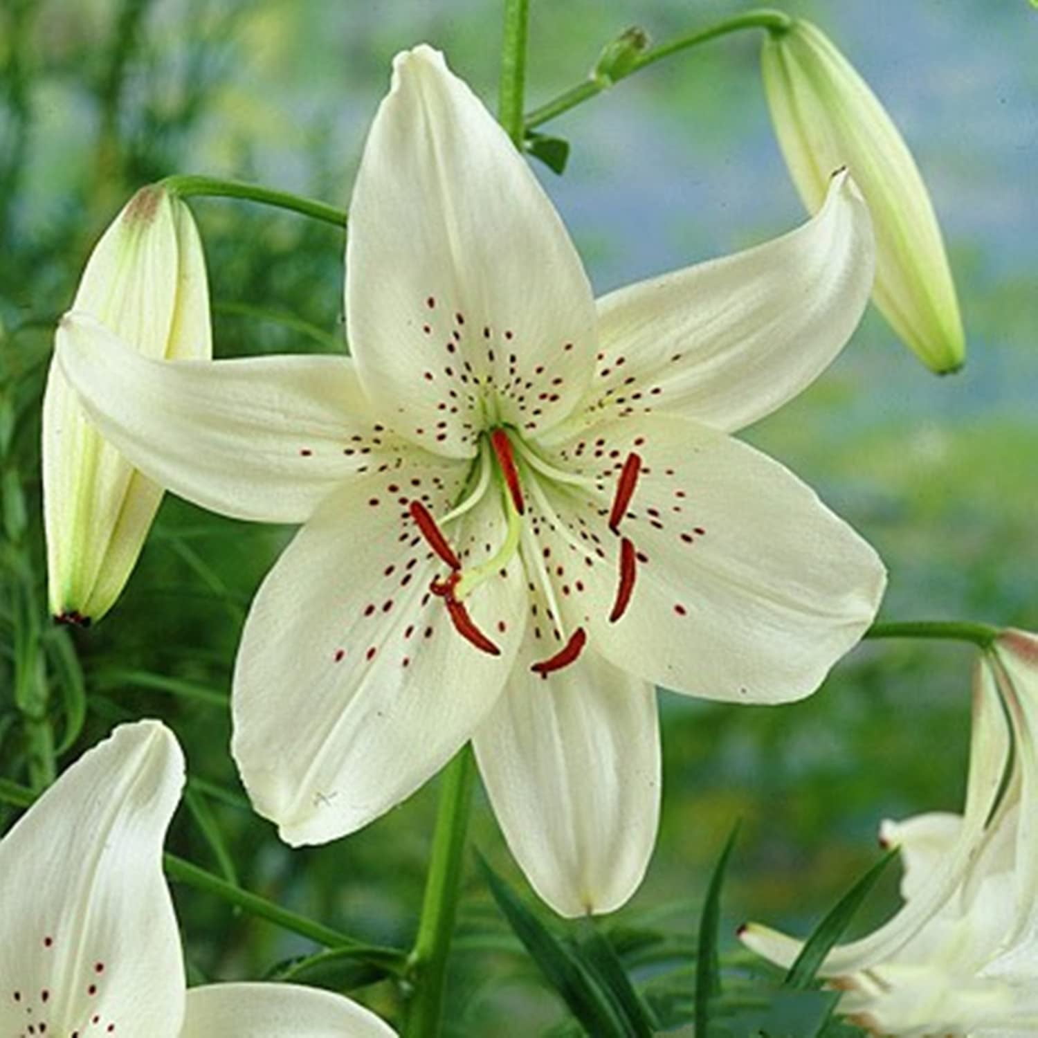 Professional, Perennial lily , Garden (Lilies) Long Lasting, Rich ...