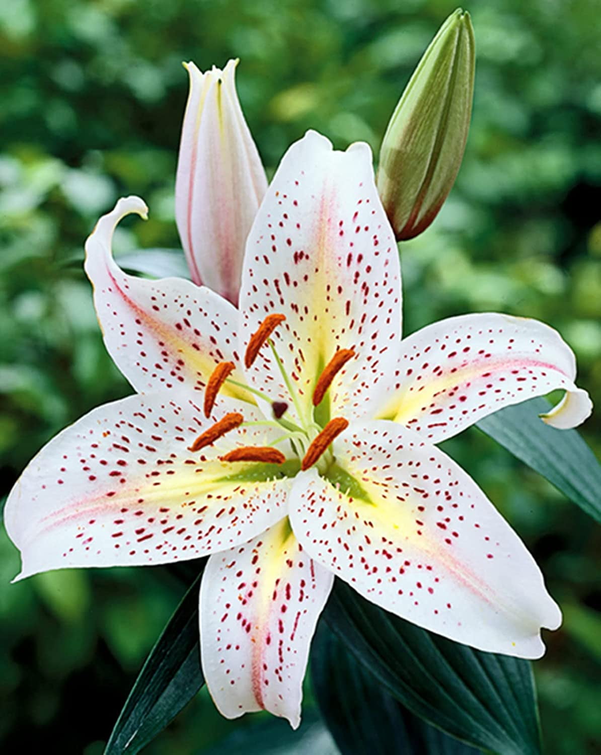 Professional, Perennial lily , Garden (Lilies) Long Lasting, Rich ...
