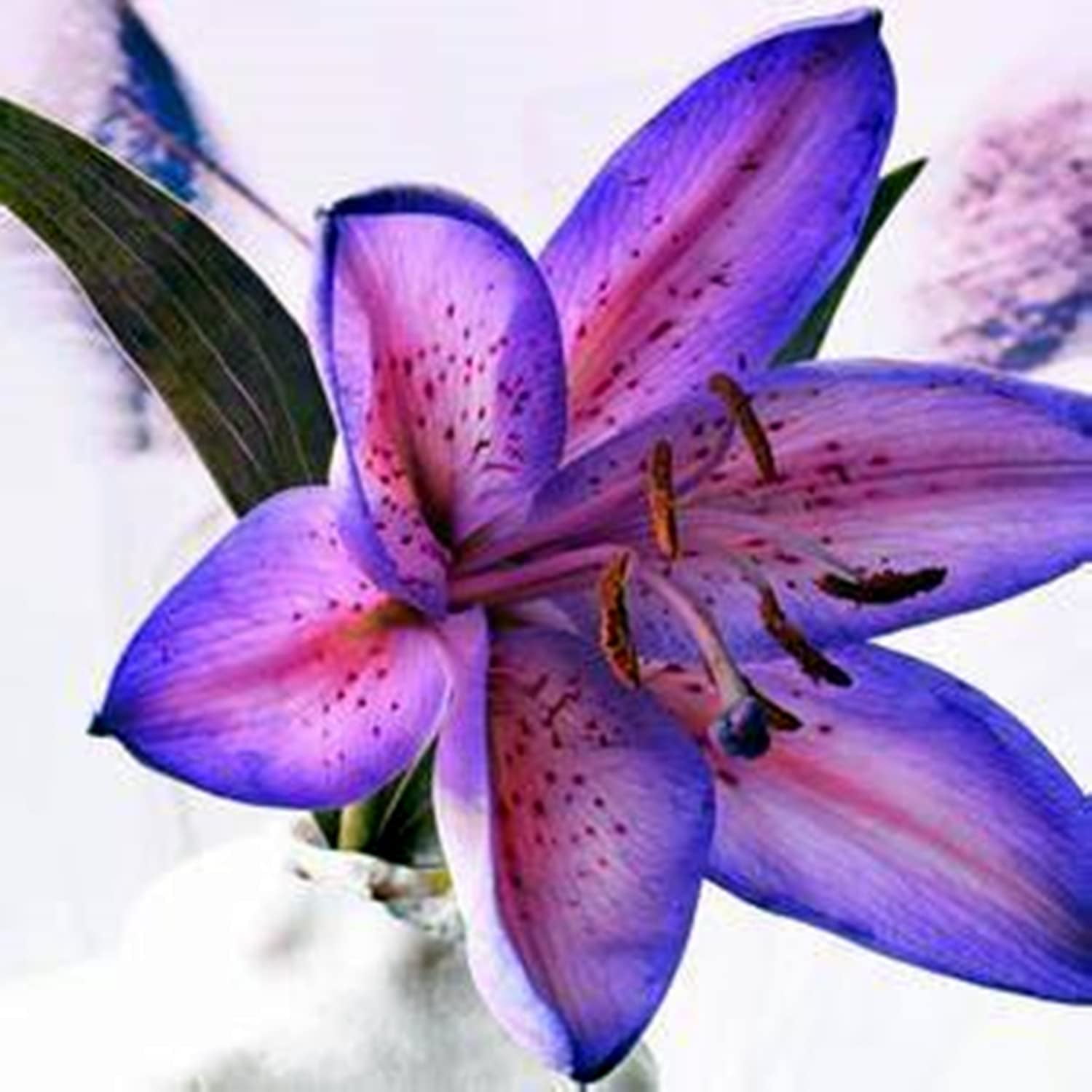 Professional, Perennial lily , Garden (Lilies) Long Lasting, Rich ...
