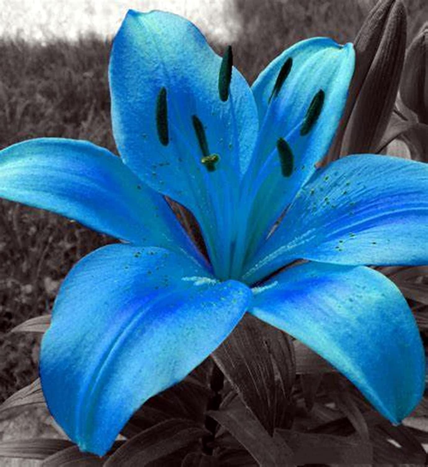 Professional, Perennial lily , Garden (Lilies) Long Lasting, Rich ...