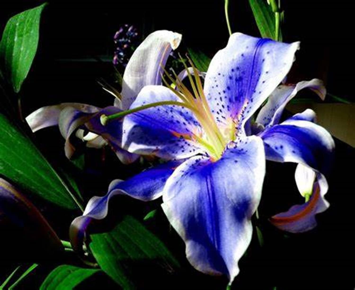 Professional, Perennial lily , Garden (Lilies) Long Lasting, Rich ...