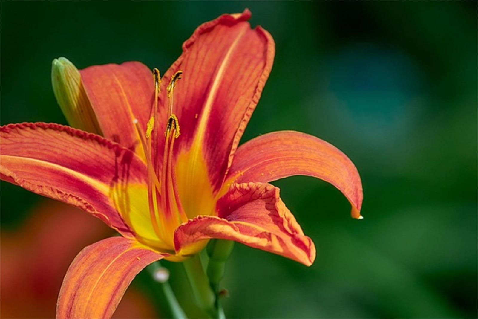 Professional, Perennial lily, Garden (Lilies) Outdoors, Rich Colors ...