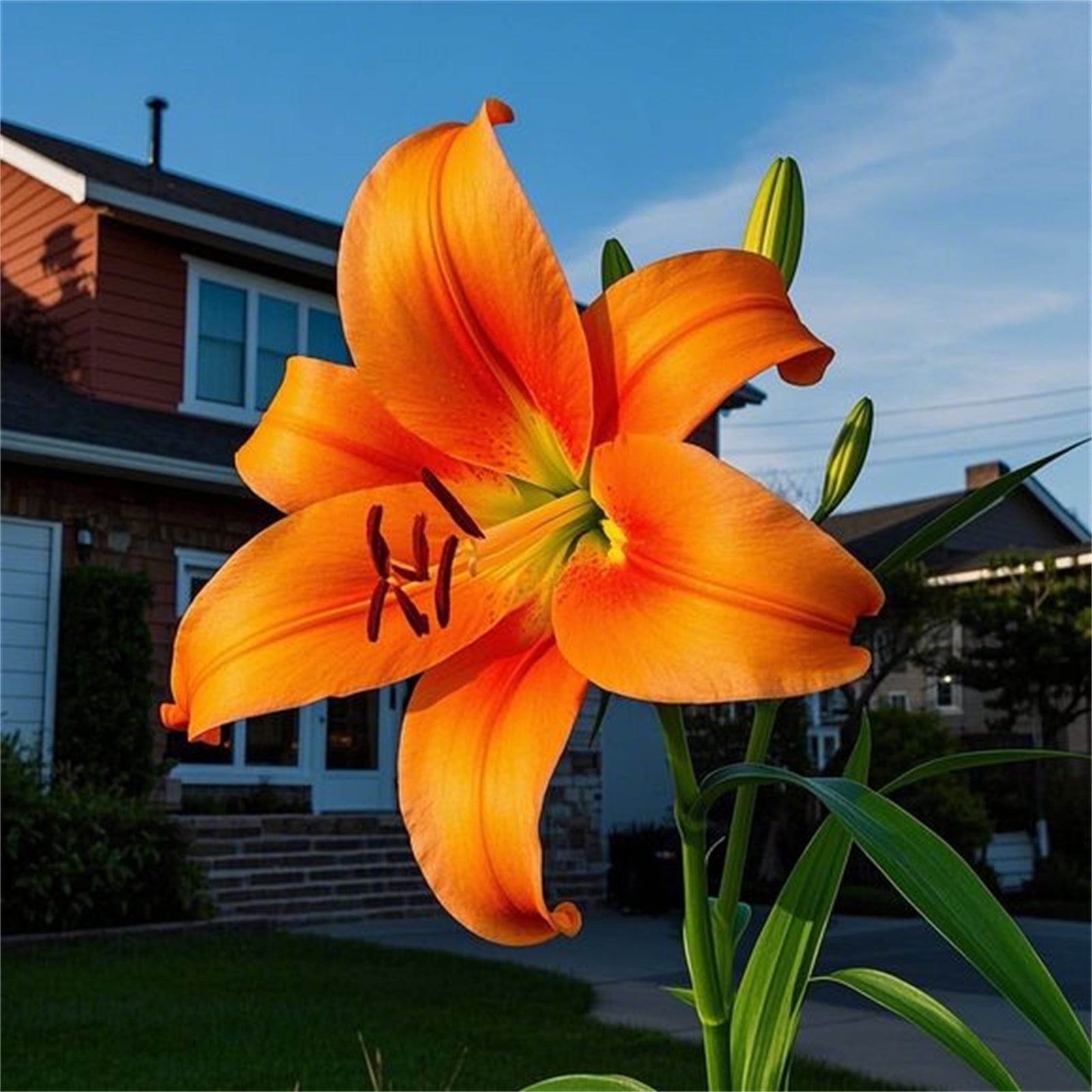 Professional, Perennial lily , Garden (Lilies) - Walmart.com