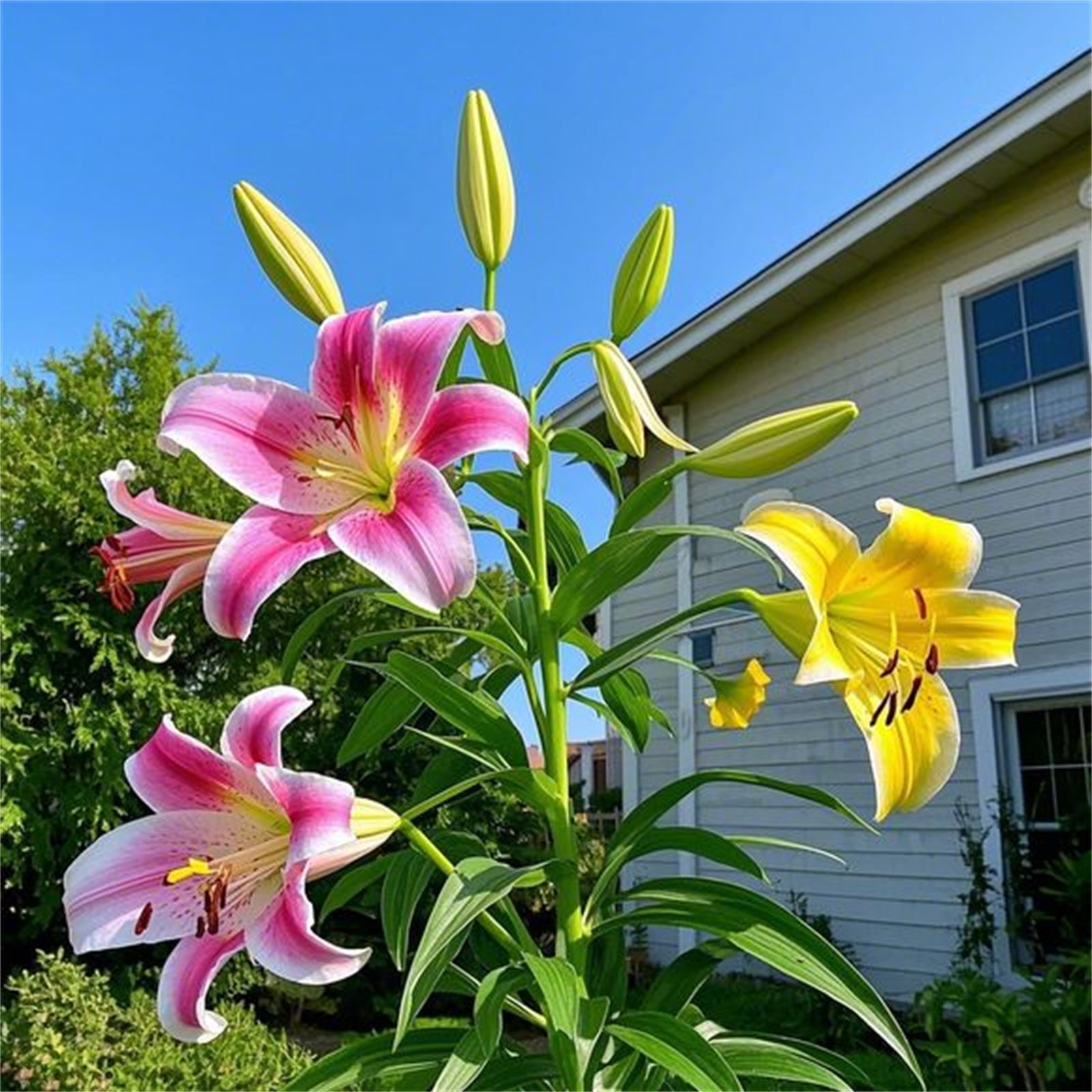 Professional, Perennial lily , Garden (Lilies) - Walmart.com