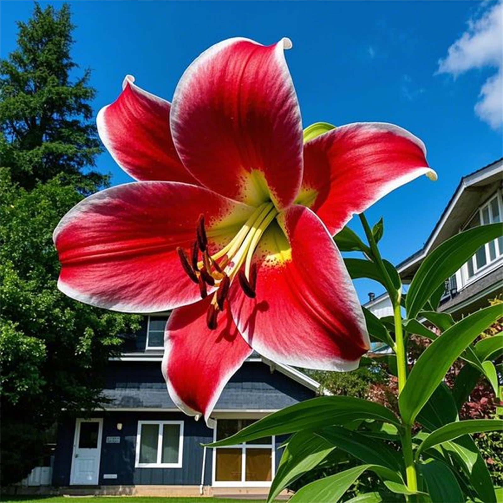 Professional, Perennial lily , Garden (Lilies) - Walmart.com