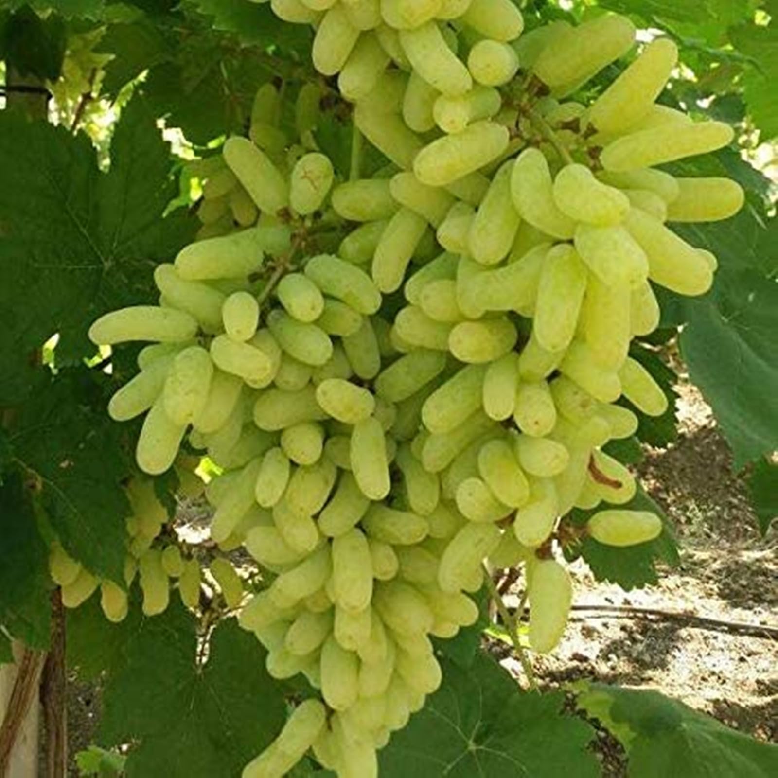 Professional Planting,Grape Roots For Planting,Grape Vine Plant ...