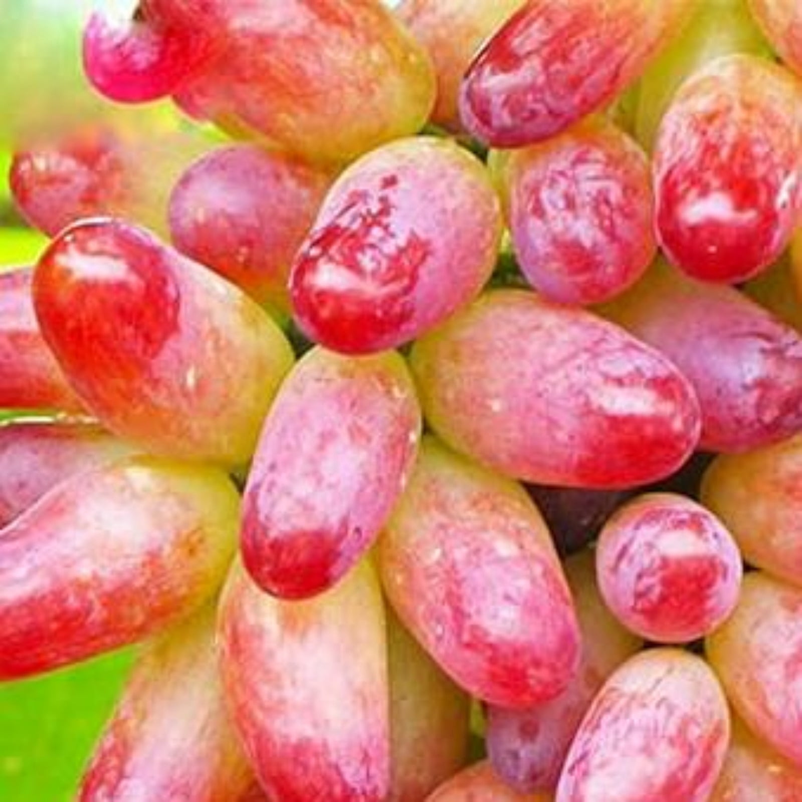Professional Planting,Grape Roots For Planting,Grape Vine Plant ...