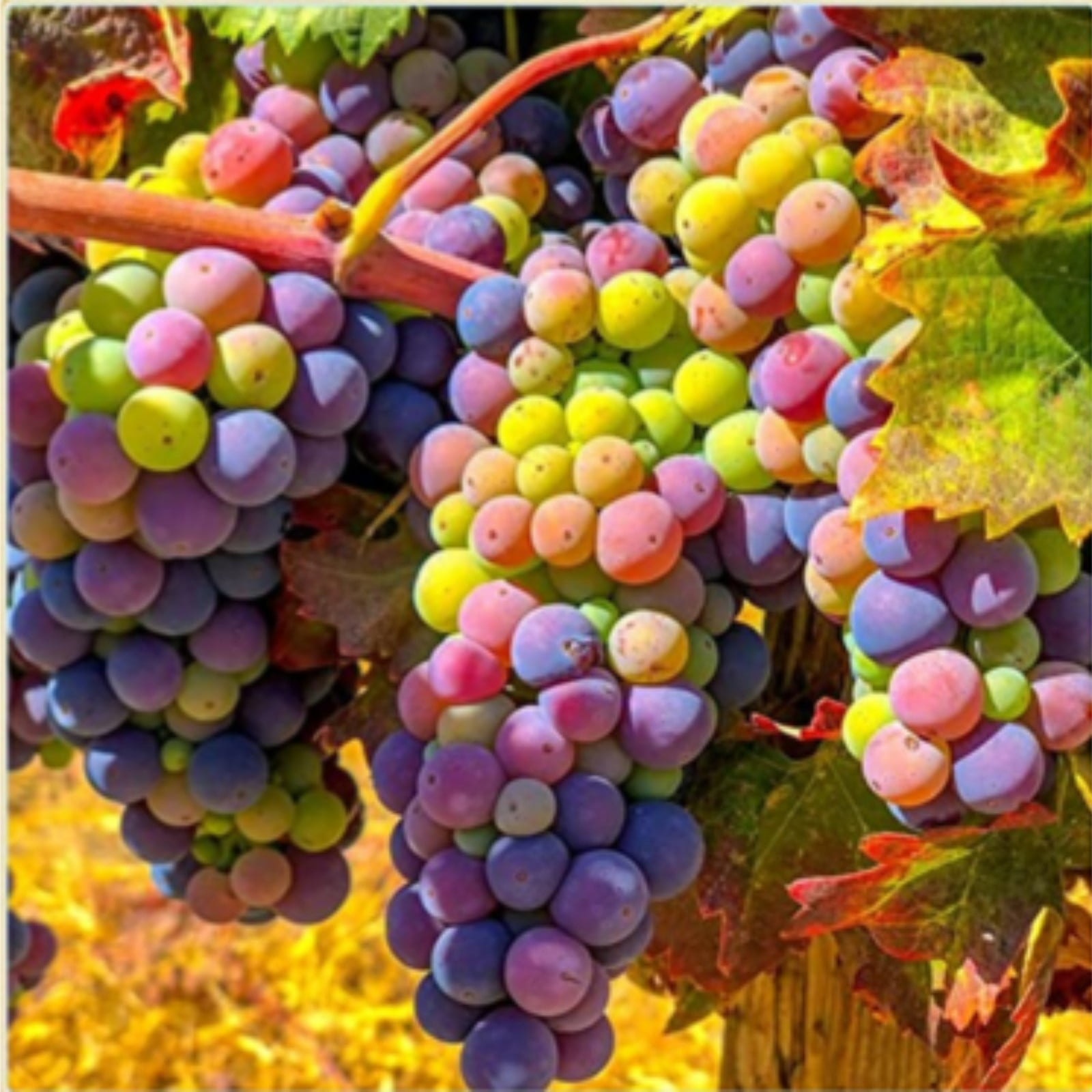 Professional Planting,Grape Roots For Planting,Grape Vine Plant ...