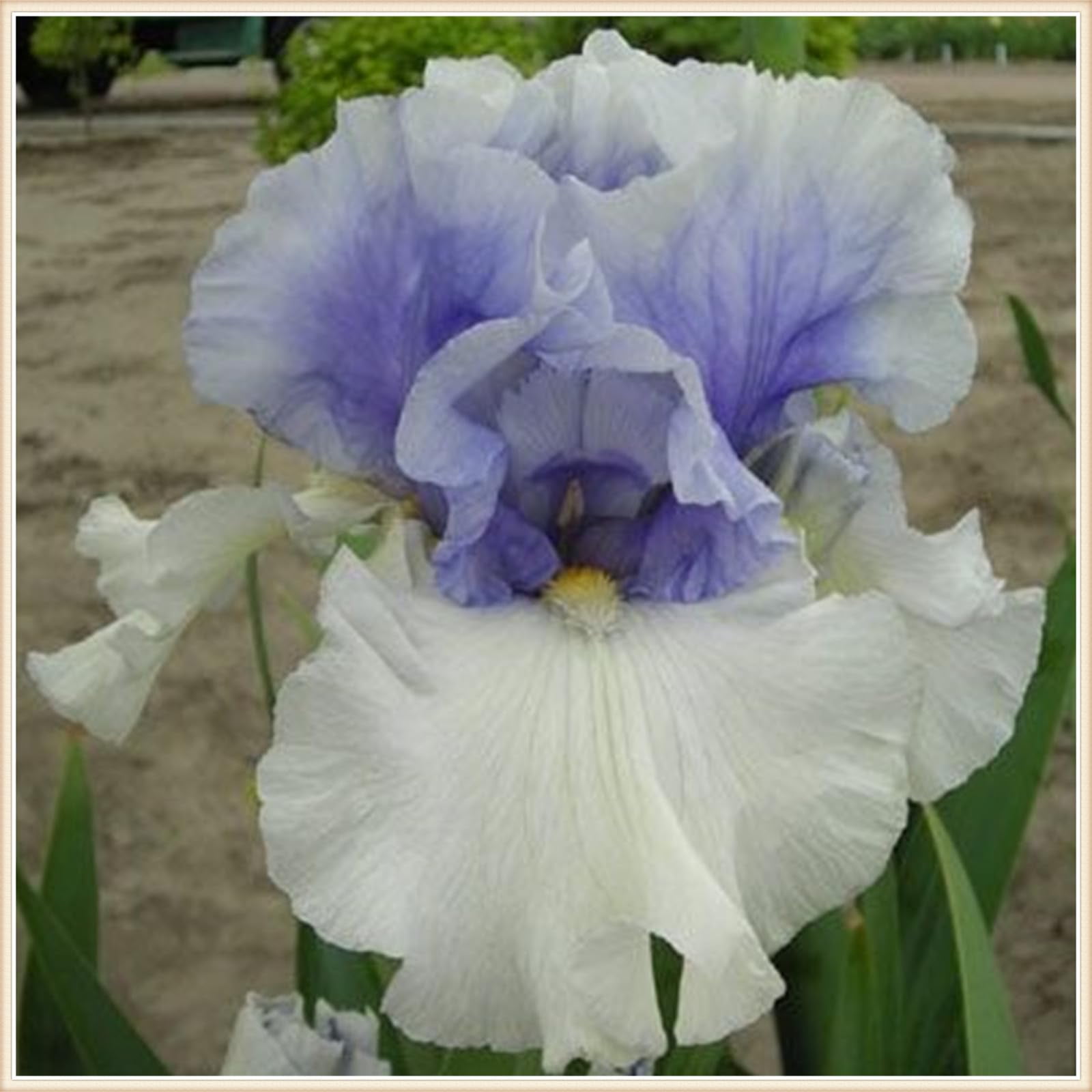 Professional Planting (Iris) Enjoyable Perennial,Garden Beautify Environment - Walmart.com