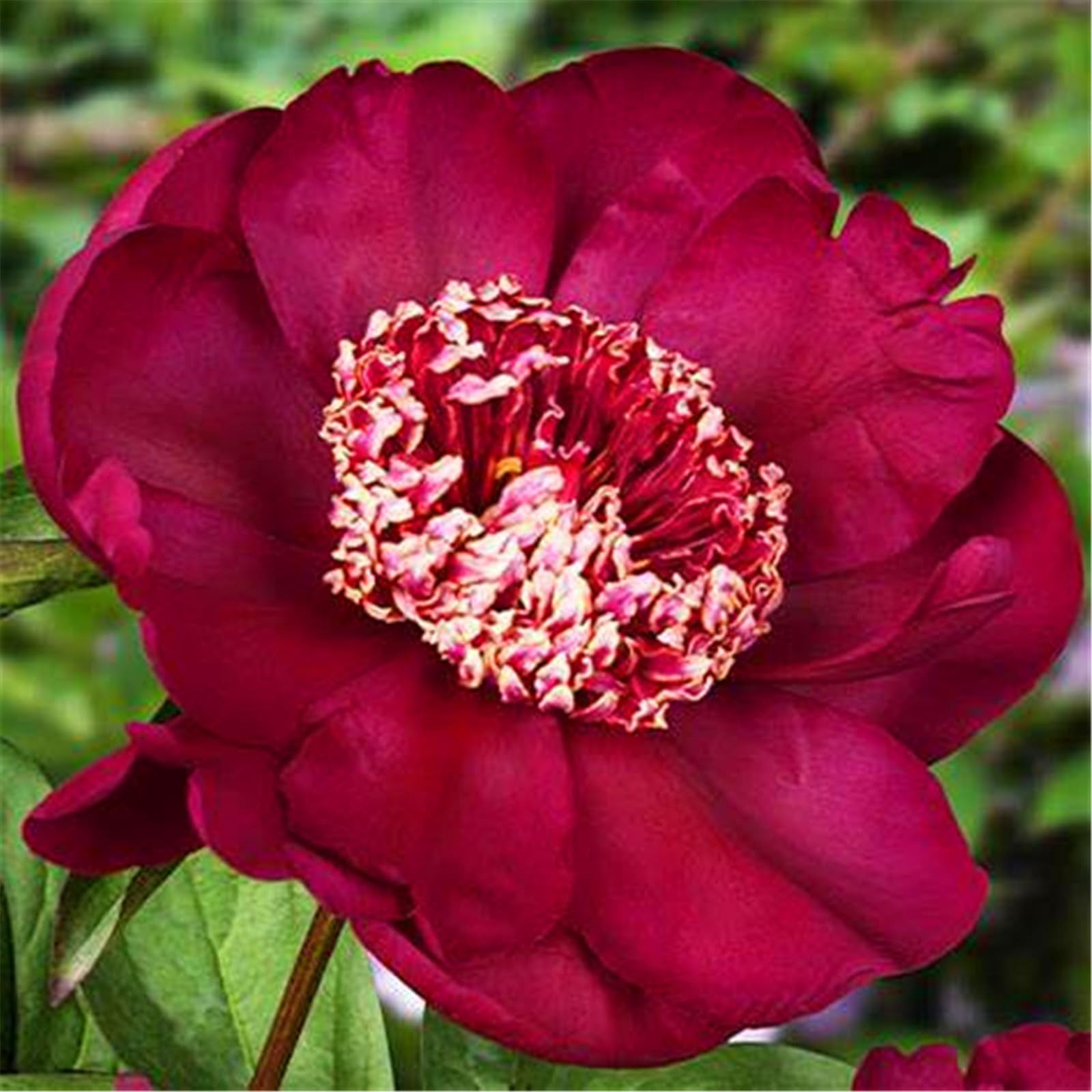 Professional Planting,Peony bulk Perennial Perennial,Garden Beautify ...