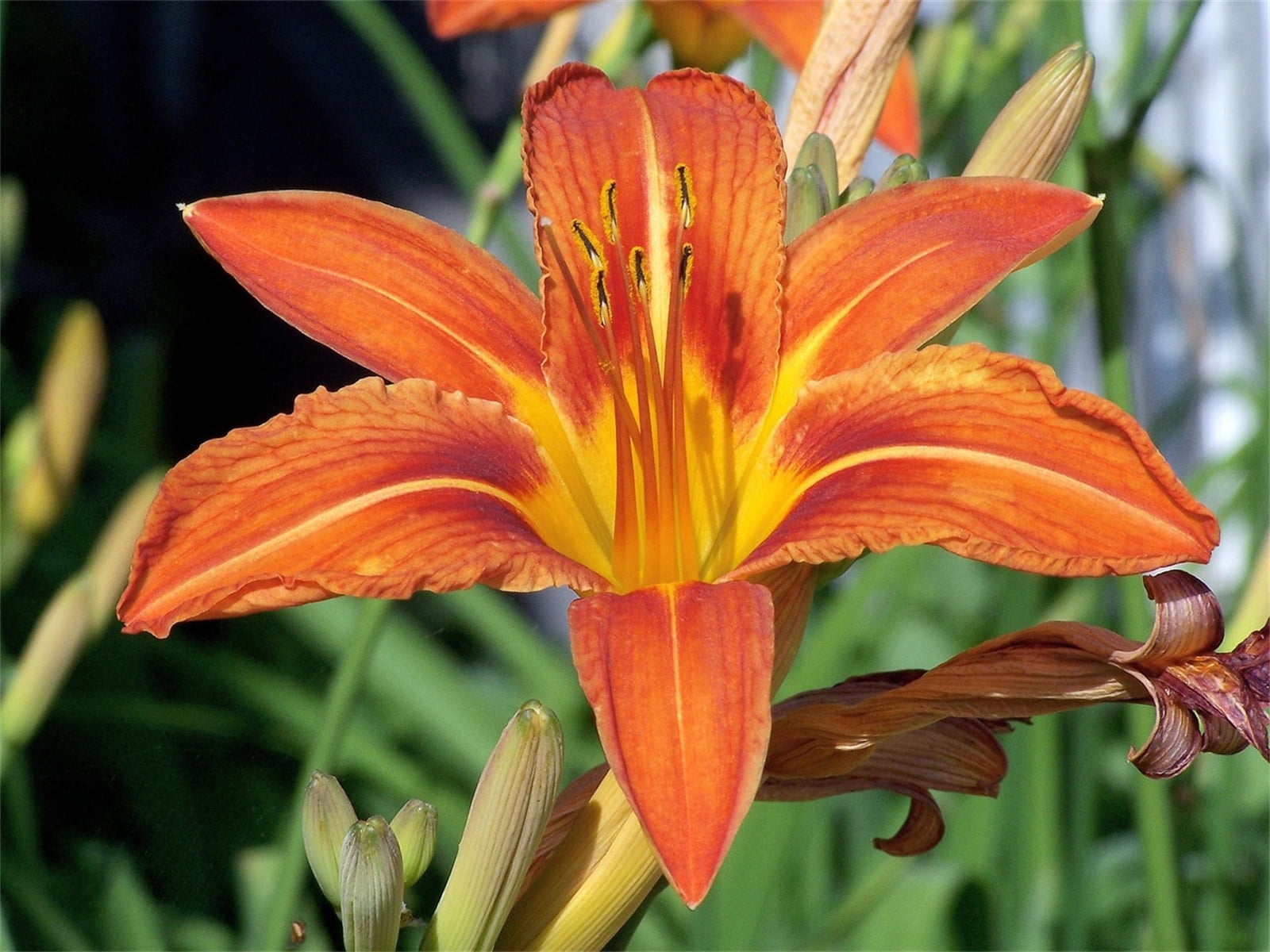 Professional, Rich Colors, Perennial lily , Garden (Lilies) - Walmart.com