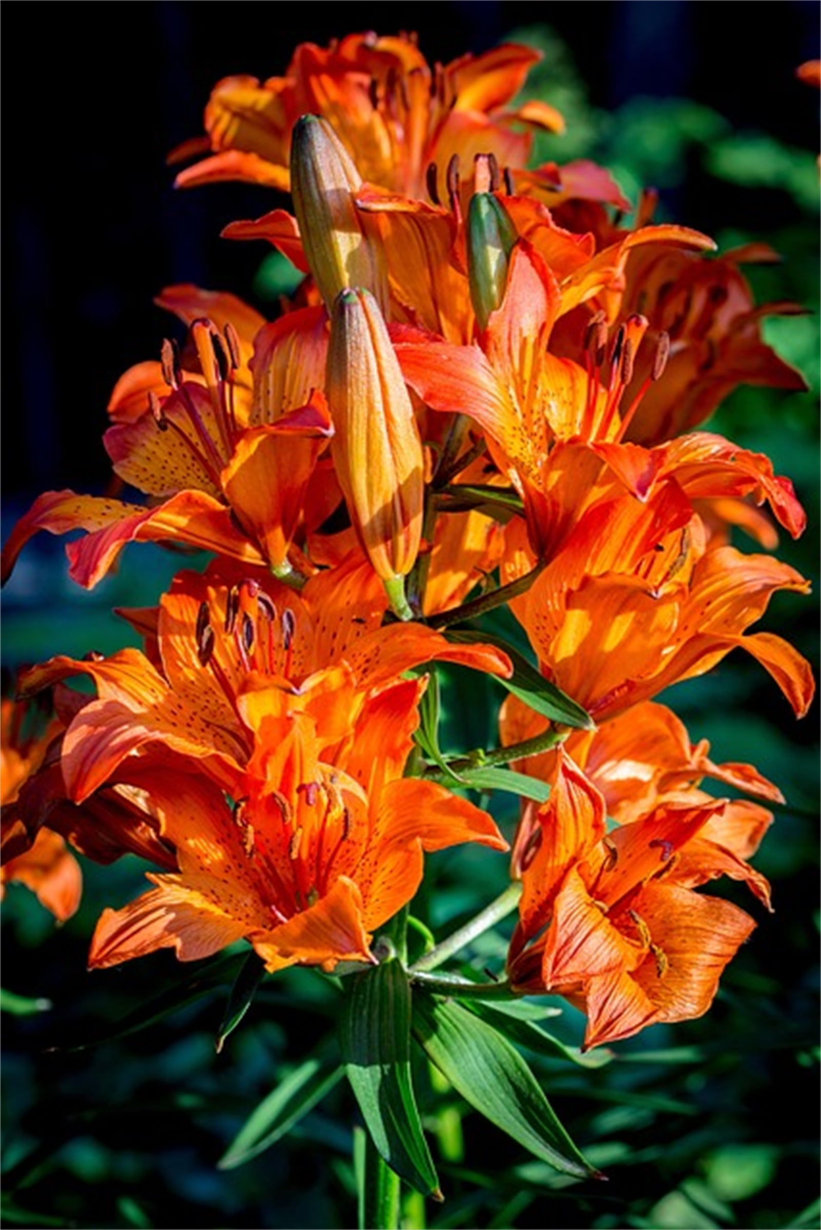 Professional, Rich Colors, Perennial lily , Garden (Lilies) - Walmart.com