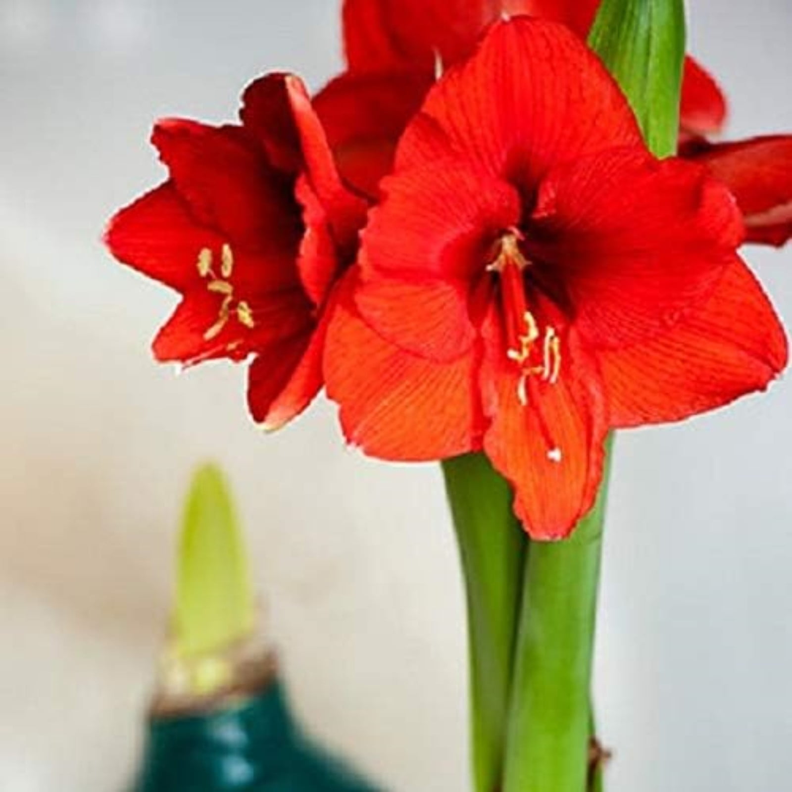 Professional Simple to Grow Pots to Grow Amaryllis for Planting Indoor ...