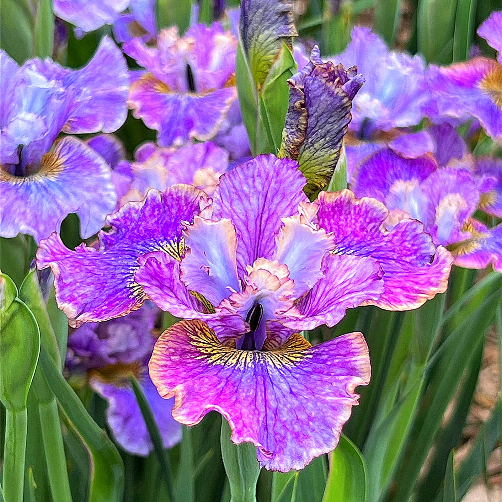 Professional Simple to Grow Surprise Fall or Spring(Iris for Planting ...