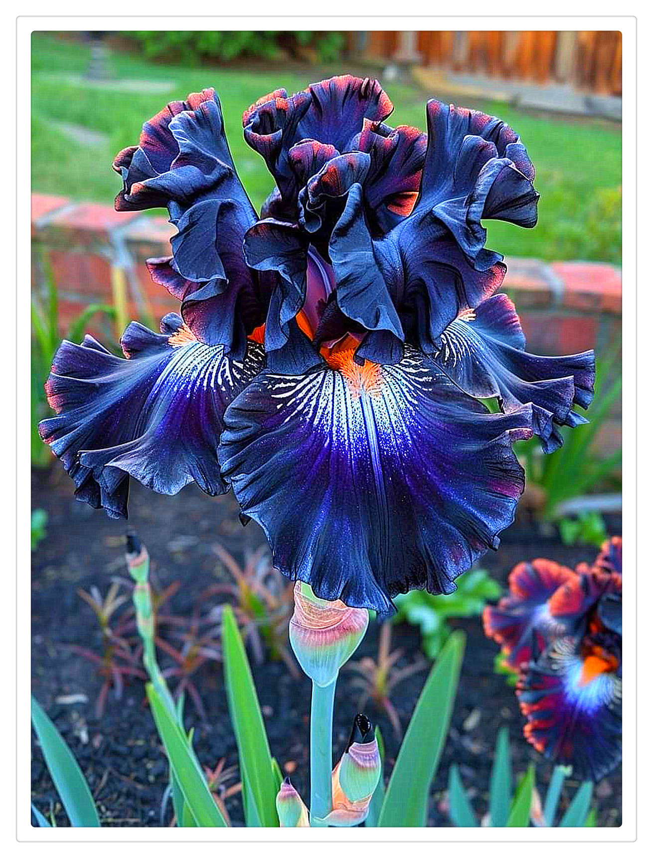 Professional Simple to Grow Surprise Fall or Spring(Iris for Planting ...