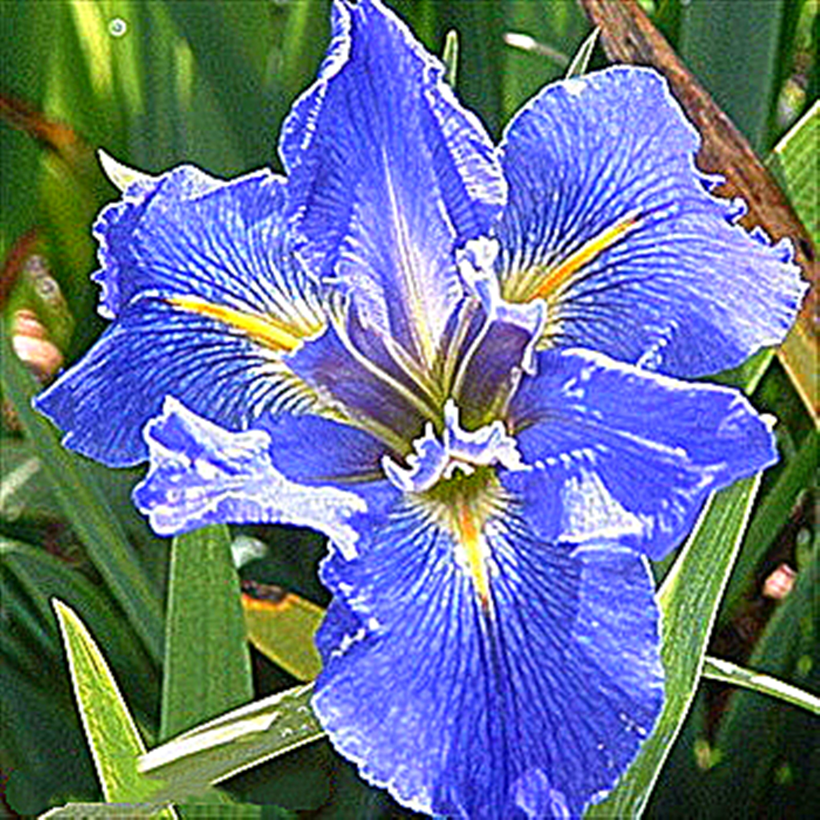 Professional Simple to Grow Surprise Fall or Spring(Iris for Planting ...