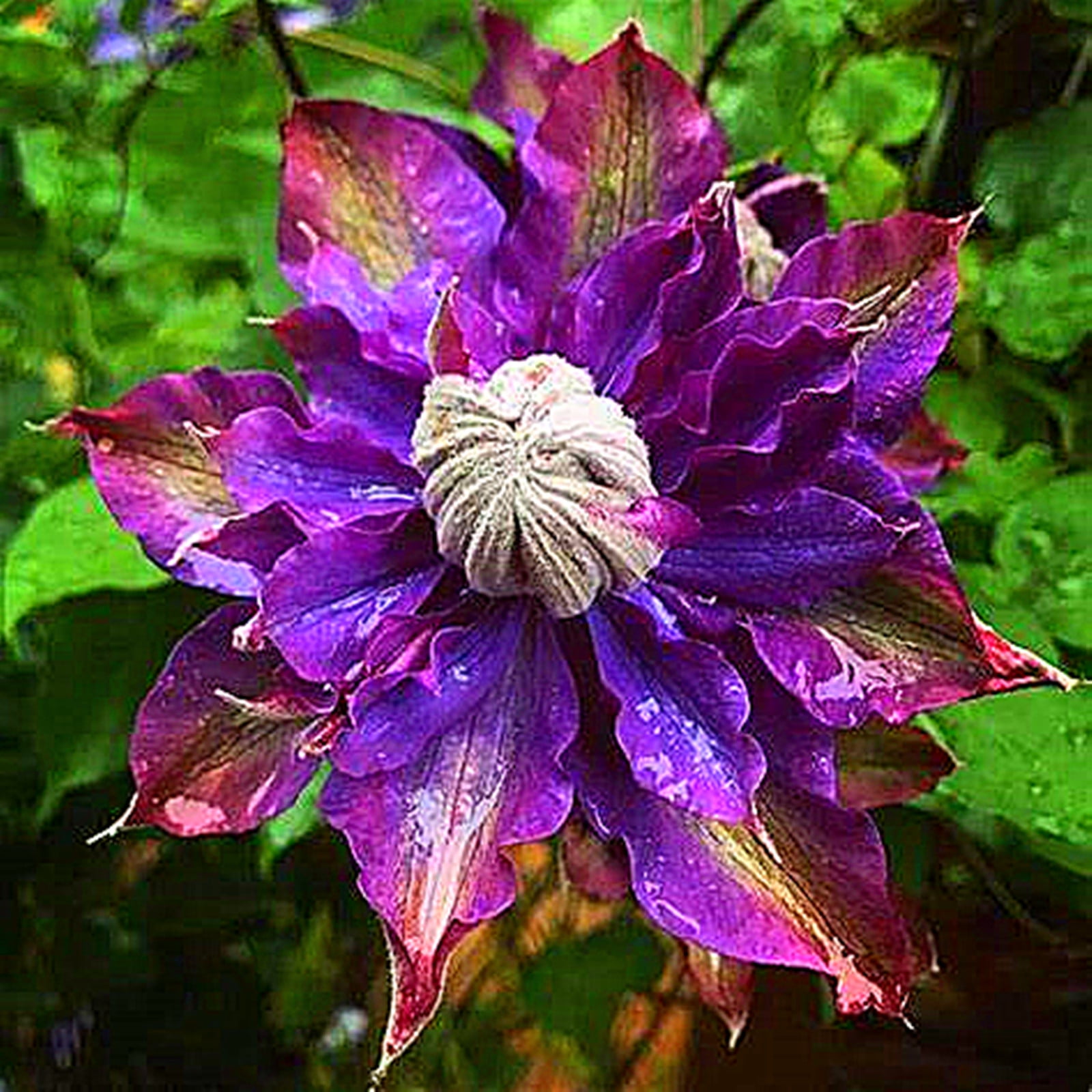 Professional Surprise to Grow Fall or Spring Simple to Grow (Clematis ...