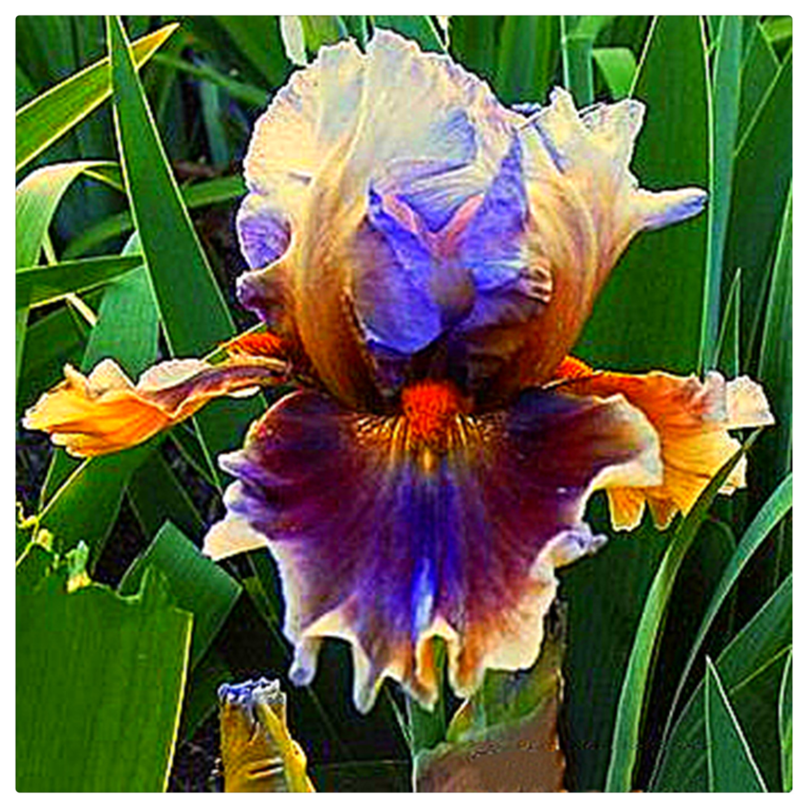 Professional iris Simple to Grow Surprise Fall or Spring(Iris for ...