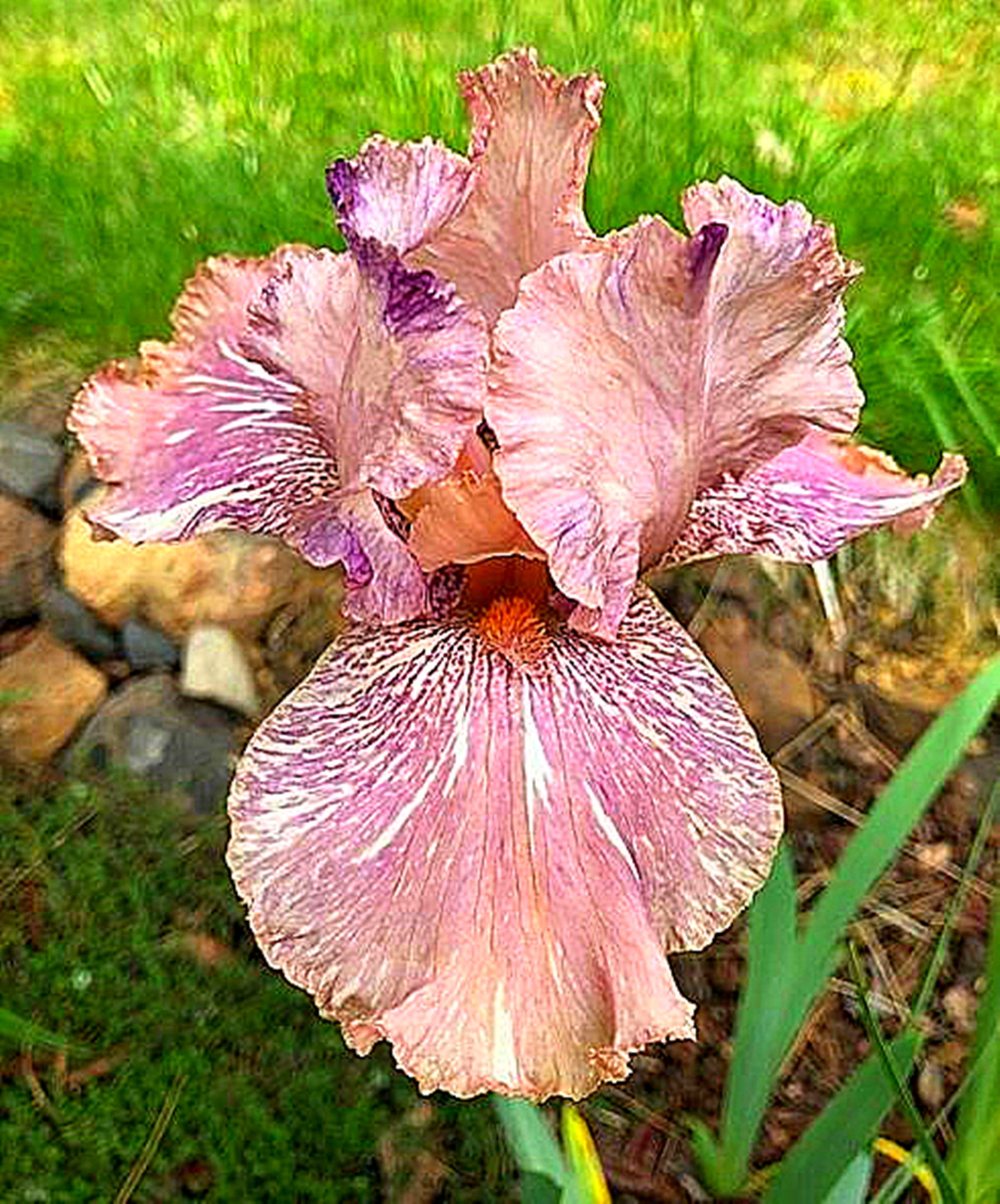 Professional iris Simple to Grow Surprise Fall or Spring(Iris for ...