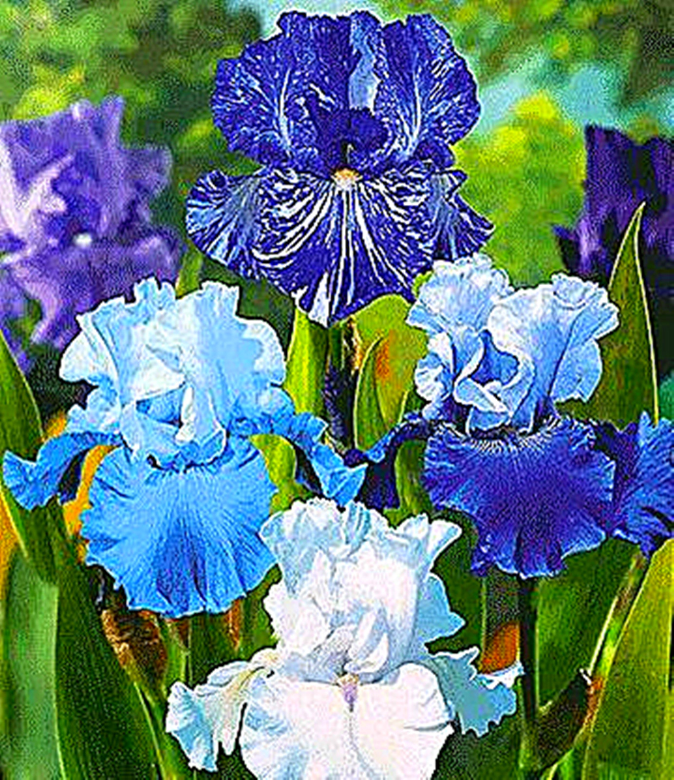 Professional iris Simple to Grow Surprise Fall or Spring(Iris for ...