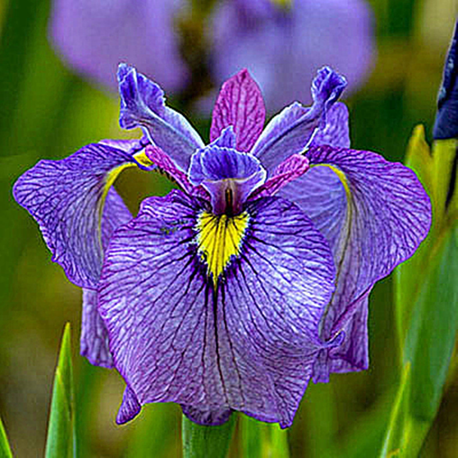 Professional iris Simple to Grow Surprise Fall or Spring(Iris for ...