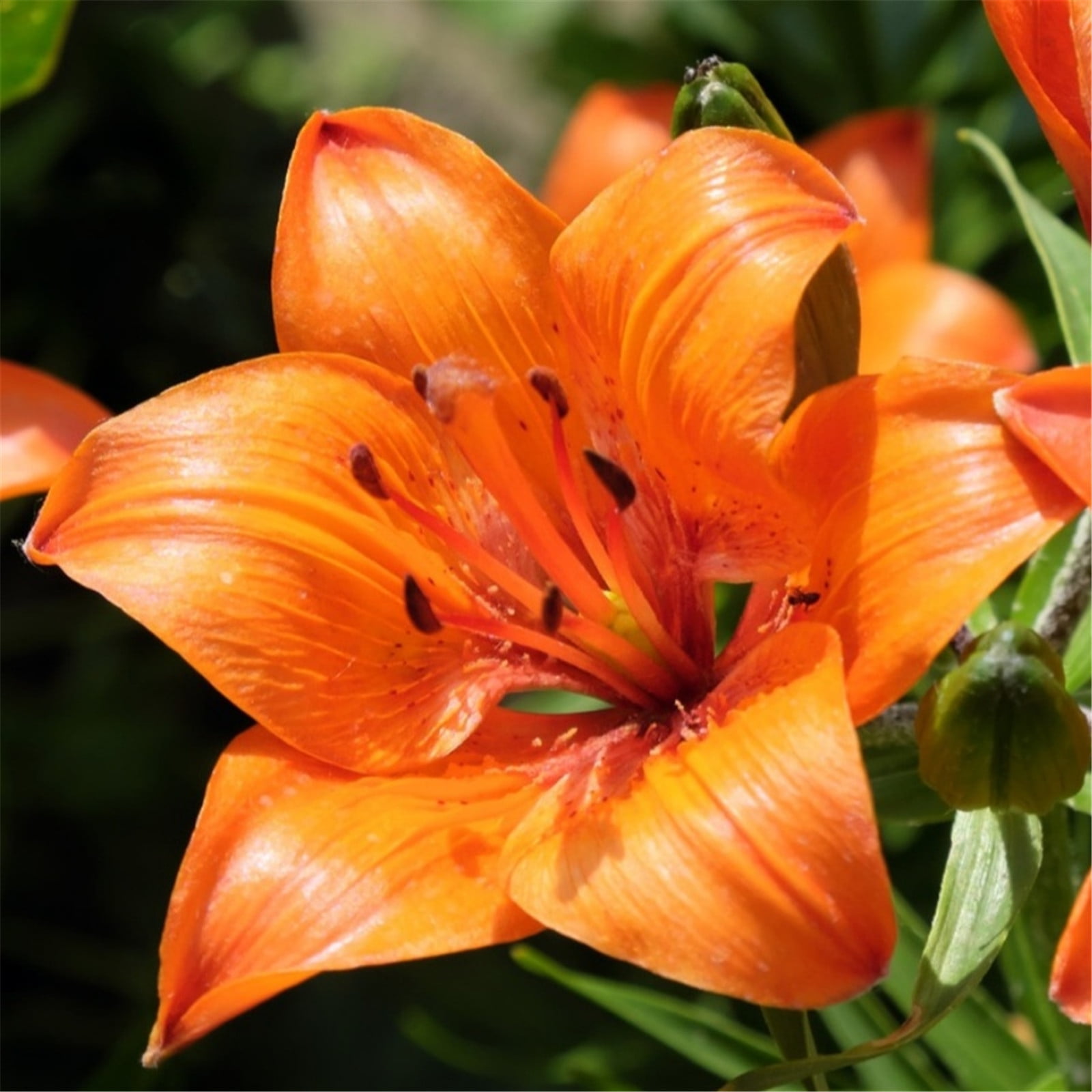 Professional lily planting, blooming a gorgeous sea of flowers in the ...