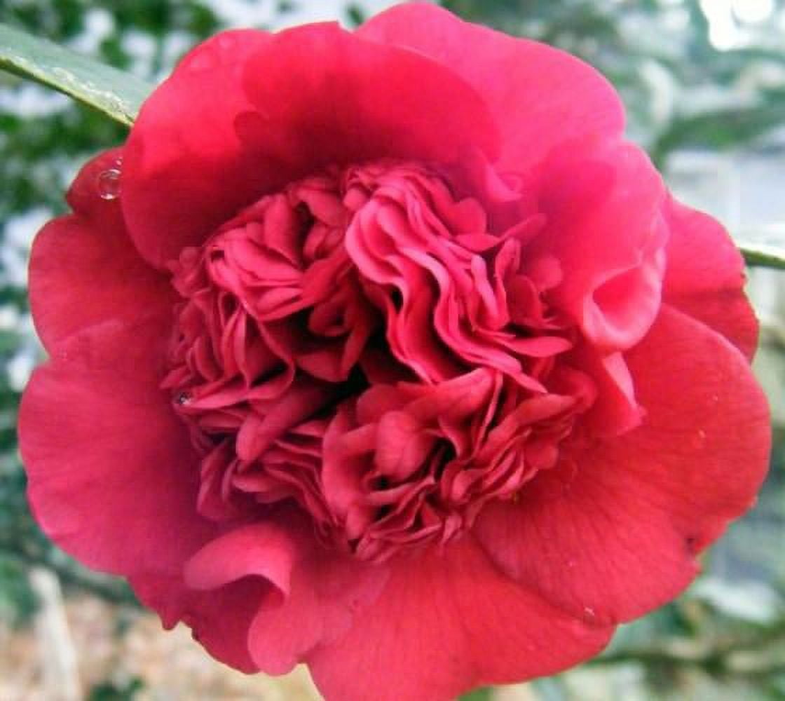 Outdoor Full Red Professor Sargent Camellia Japonica Live Plant - 1 QT ...