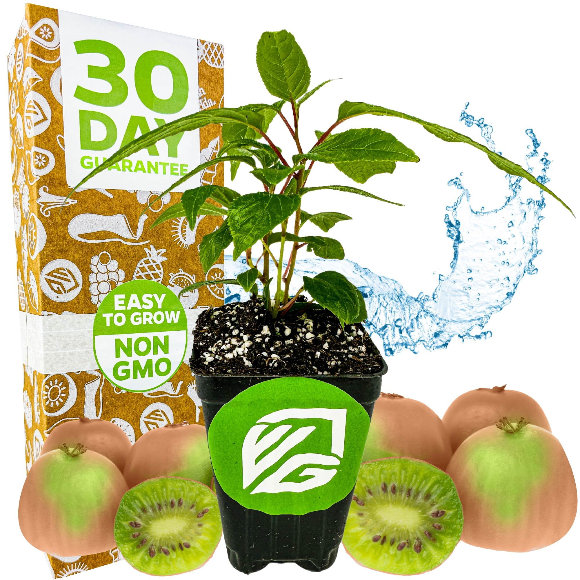 Prolific Hardy Kiwi - Actinidia arguta - Walmart.com