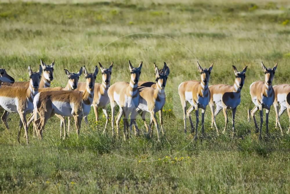 Pronghorn Antelope Herd, Unframed Photographic Print Wall Art by Dean ...