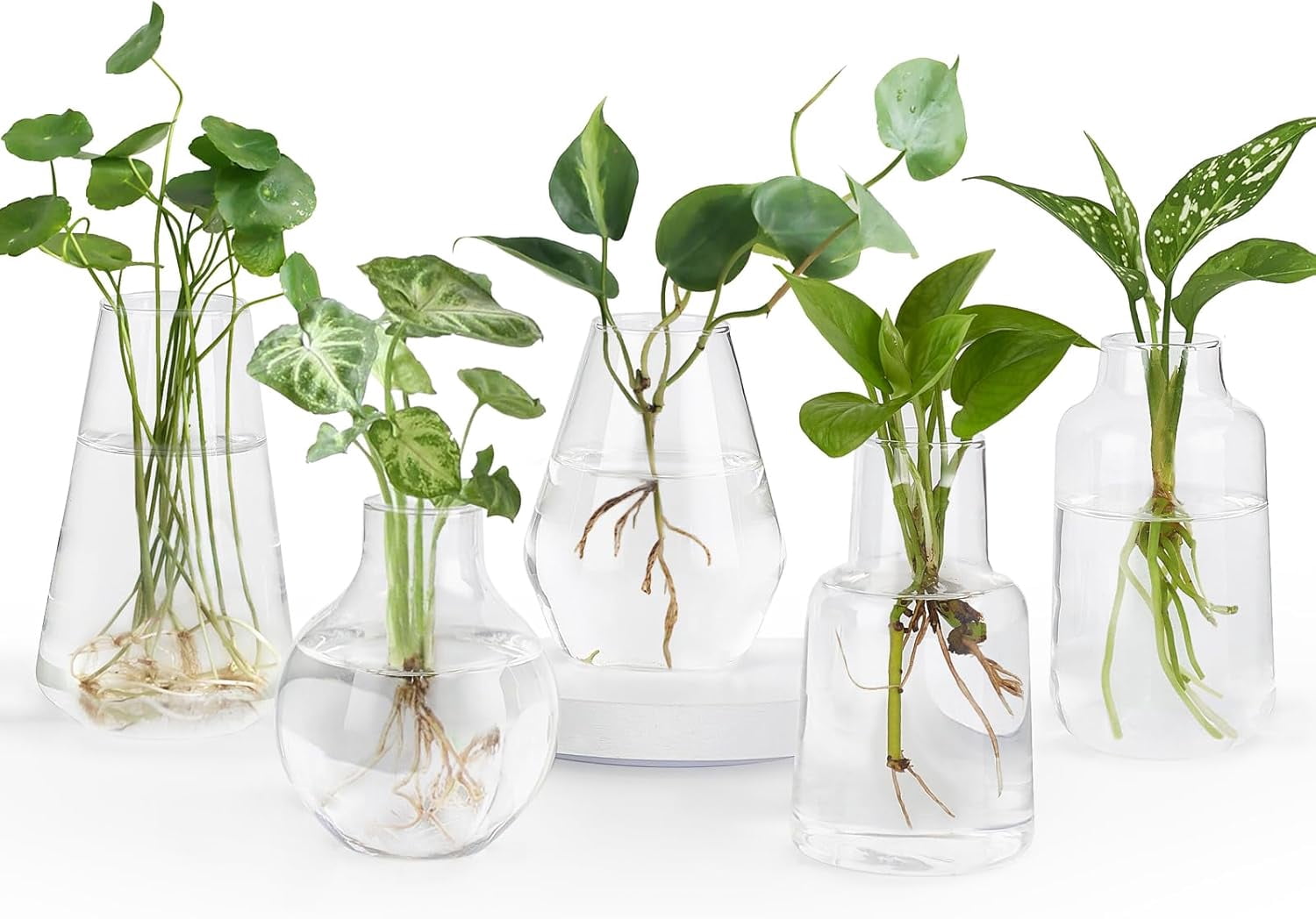 Propagation Vases for Plants, Set of 5 Small Glass Jar Planters for ...