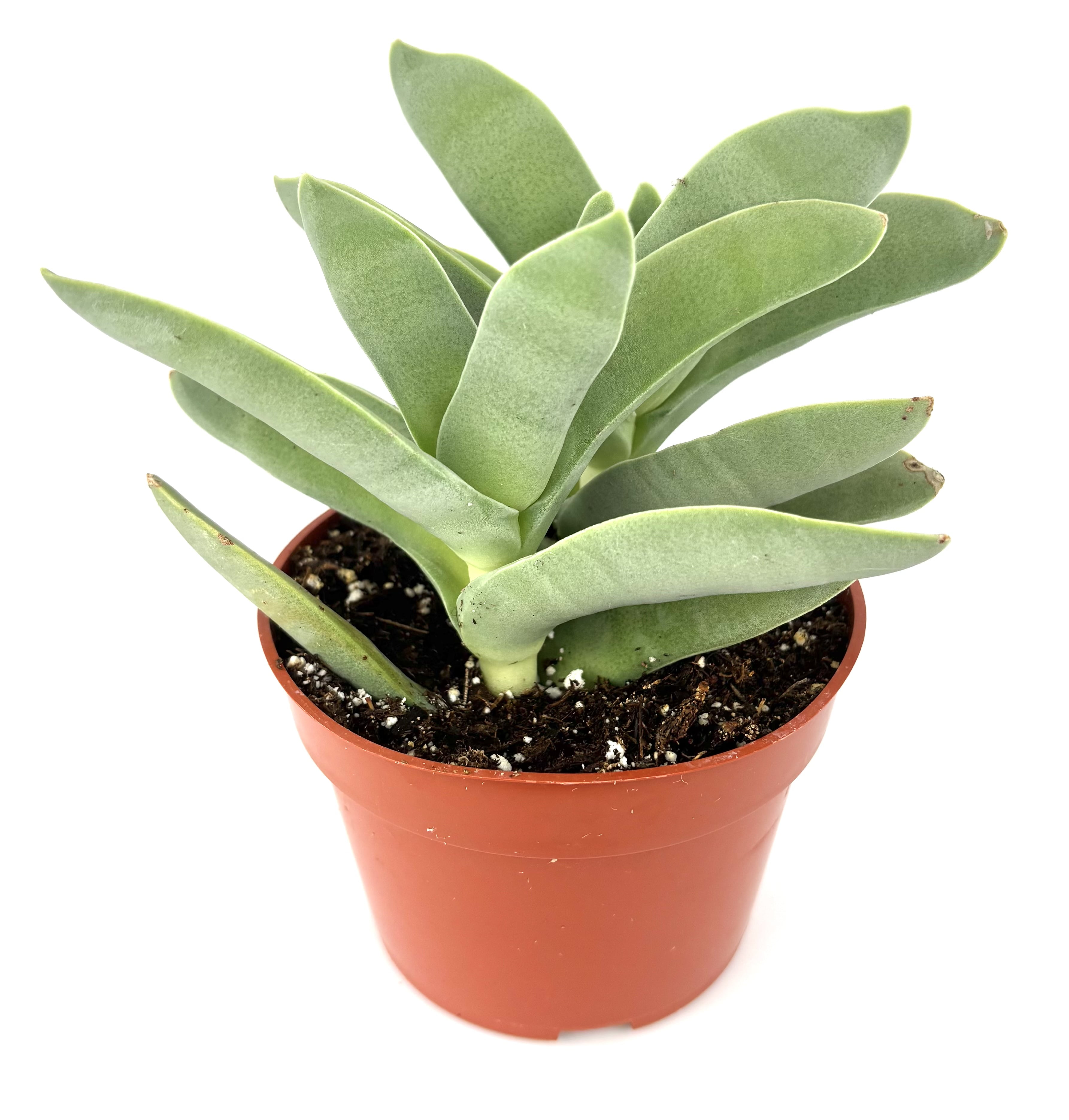 Propeller Succulent Crassula Falcata, 4" Pot - Walmart.com