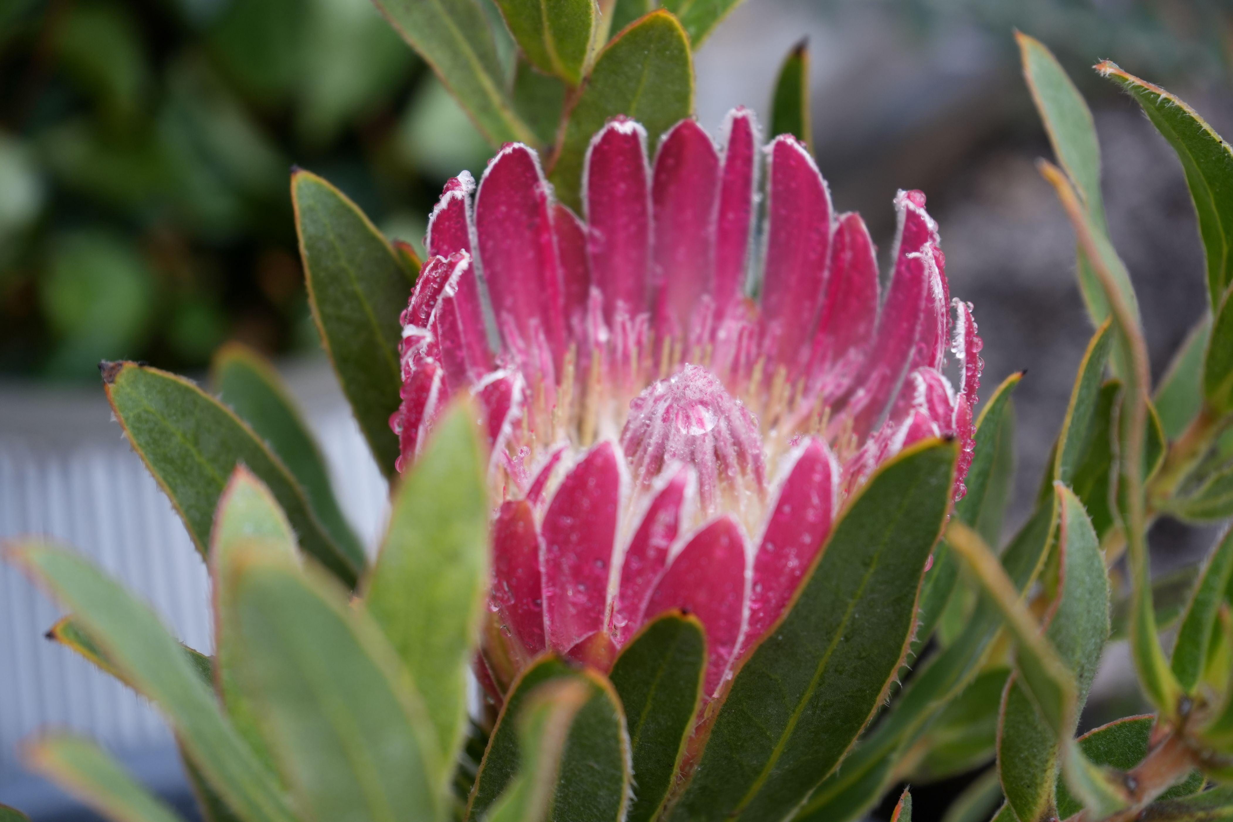Protea 'Brenda': A Vibrant Splash of Color, Red Creamy White Beauty ...
