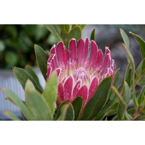 Protea 'Brenda': A Vibrant Splash of Color, Red Creamy White Beauty ...