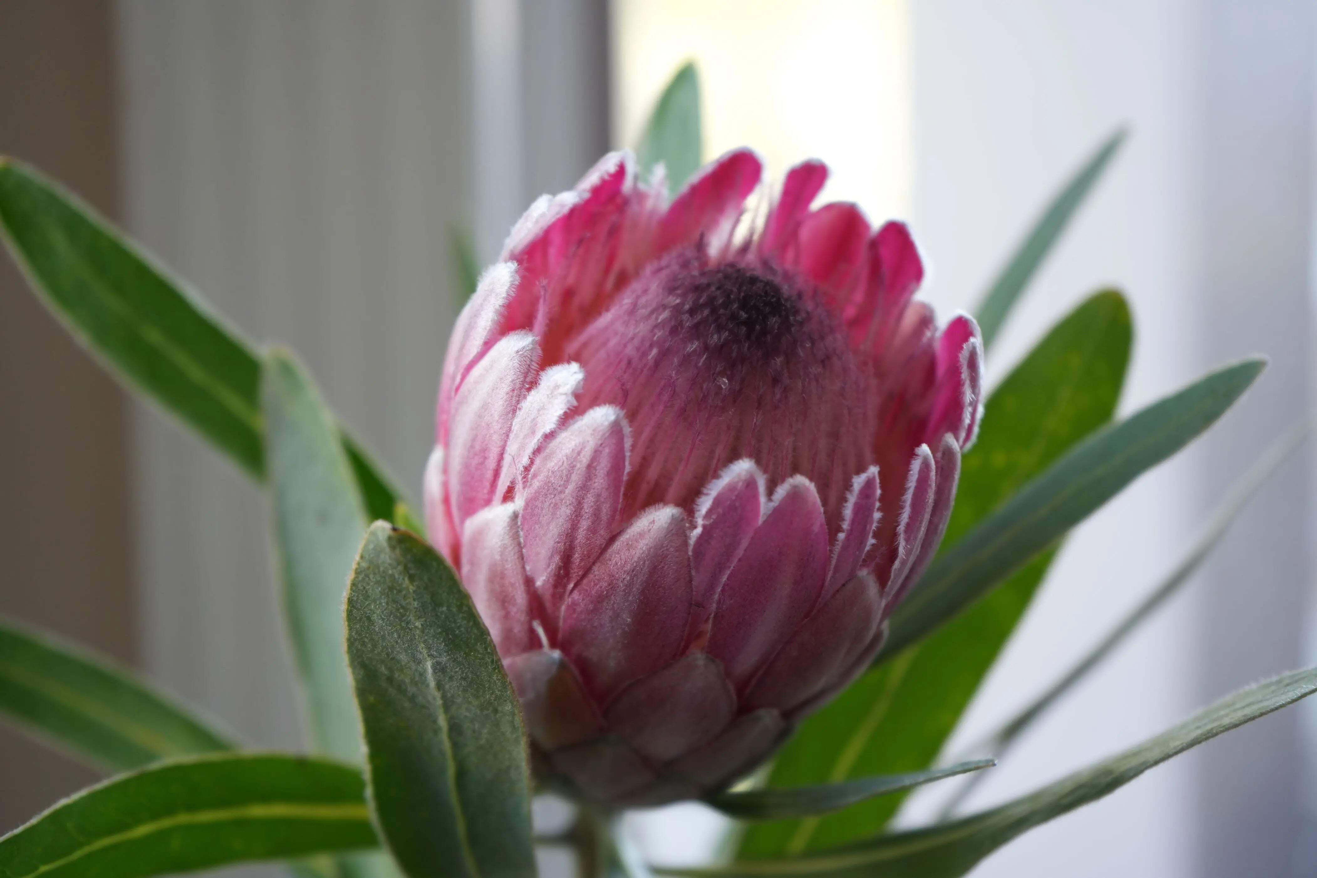 Protea 'Pink Ice': A Masterpiece of Nature, Exotic Soft Pink Blooms - Walmart.com